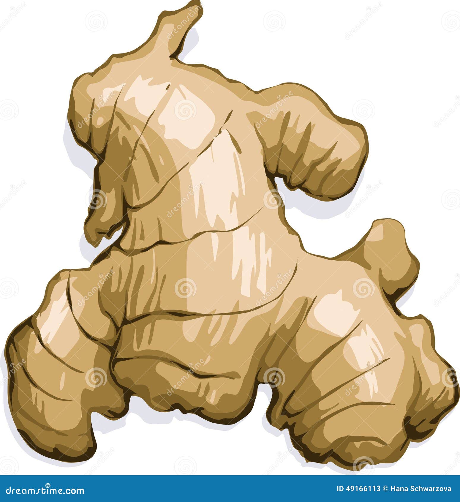 Gember Vectorillustratie Op Wit Vector Illustratie - Illustration of ...