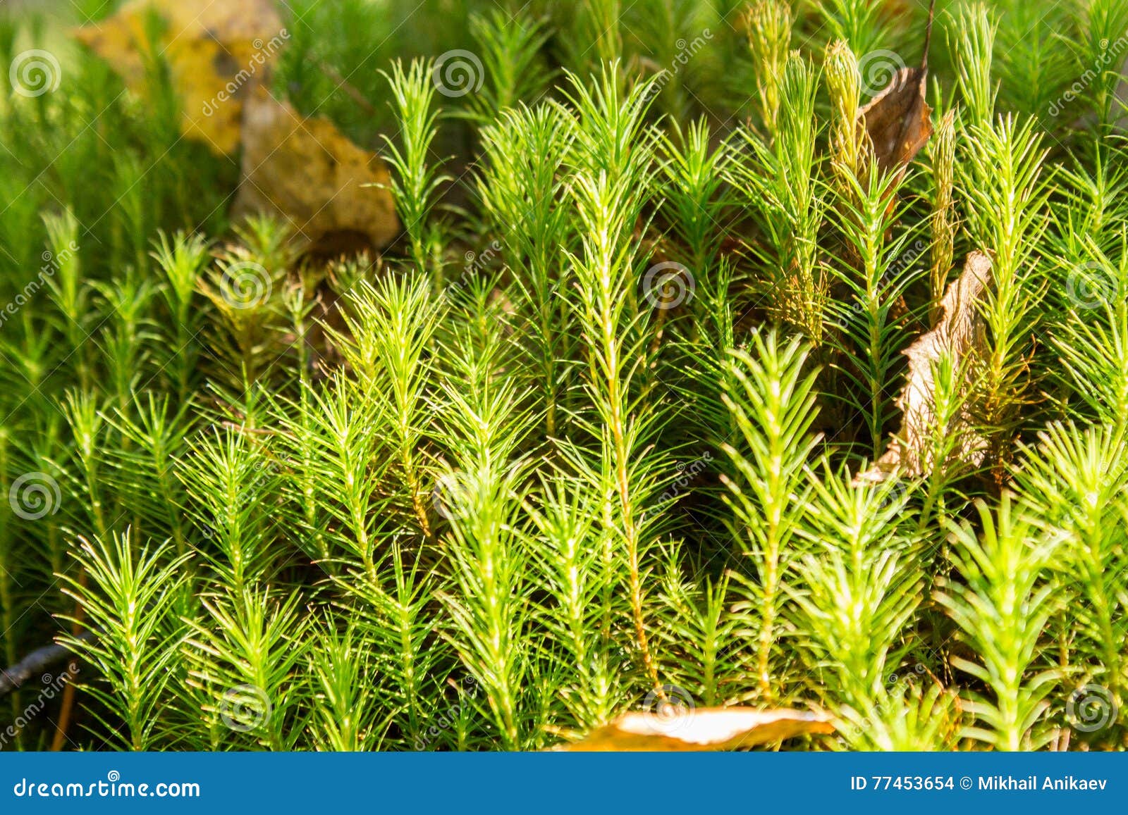 Gemeenschappelijk Haarglb Mos in Het Bos Stock Foto - Image of ...