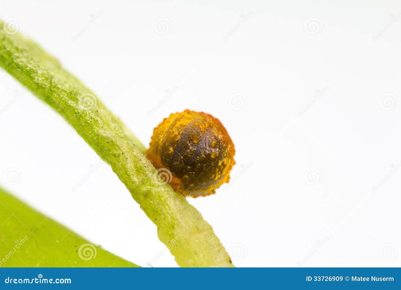 Gemeenschappelijk Nam Het Ei Van De Vlinder Toe Stock Afbeelding ...