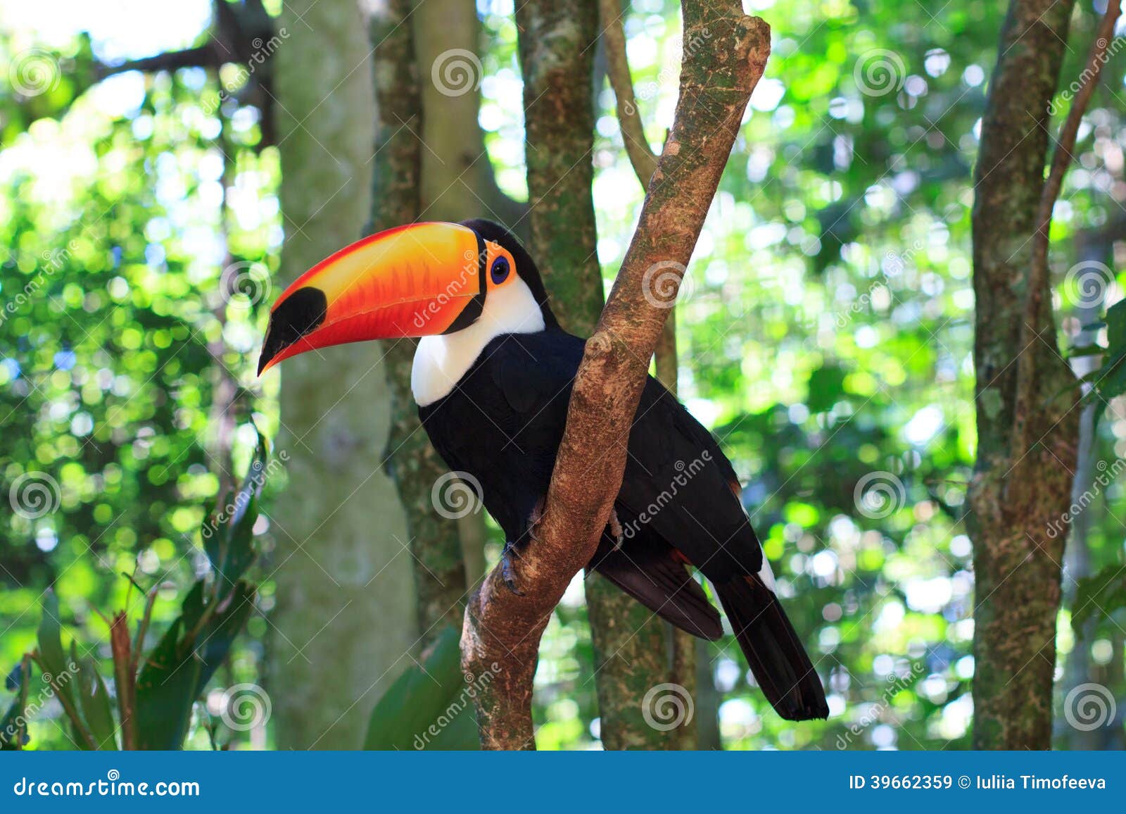 (Gemeenschappelijk) Toco Toucan Op Boom Stock Afbeelding - Image of ...