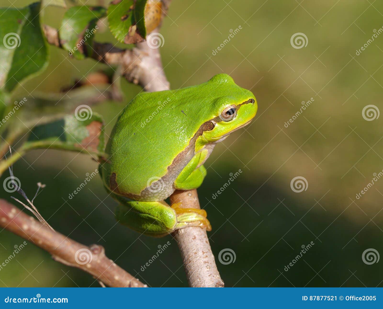 Gemeenschappelijke Boomkikker Stock Afbeelding - Image of europees ...