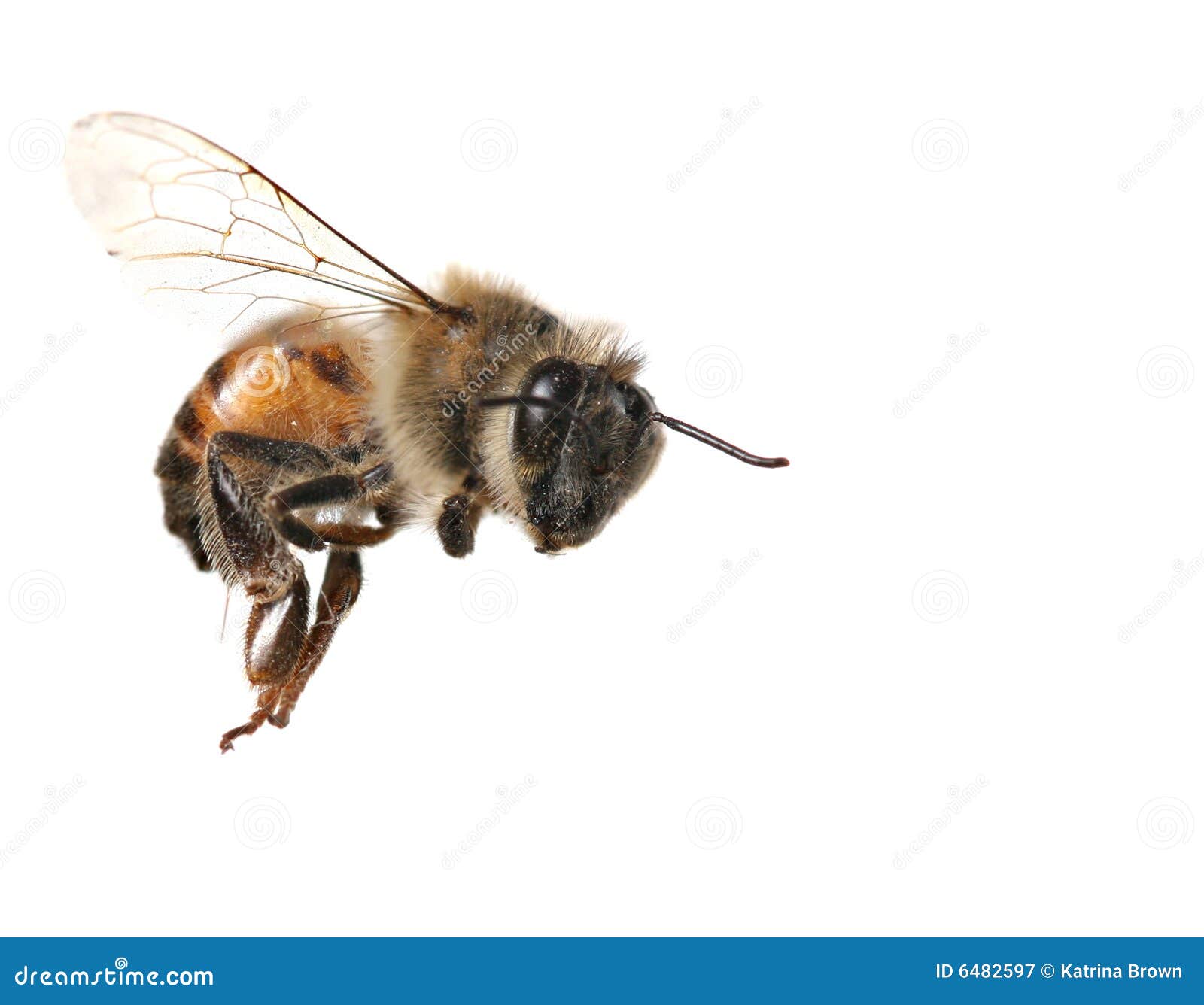 Gemeenschappelijke Honingbij Op Witte Achtergrond Stock Afbeelding ...