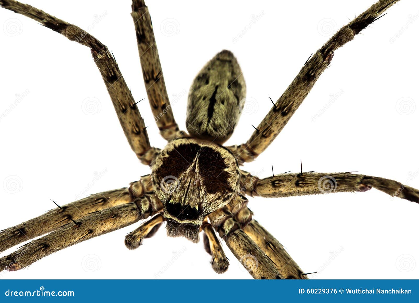 Gemeenschappelijke Huntsman Spin Stock Foto - Image of jager, klein ...