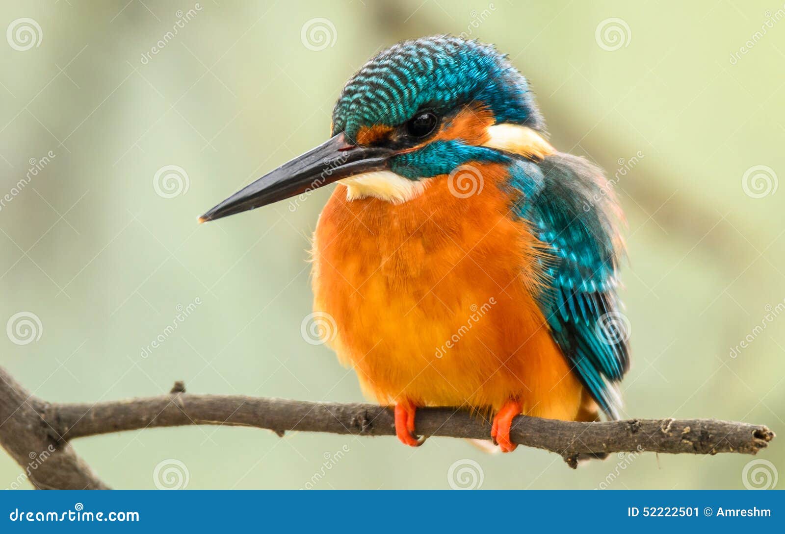 Gemeenschappelijke Ijsvogel Stock Afbeelding - Image of helder, ijsvogels: 52222501