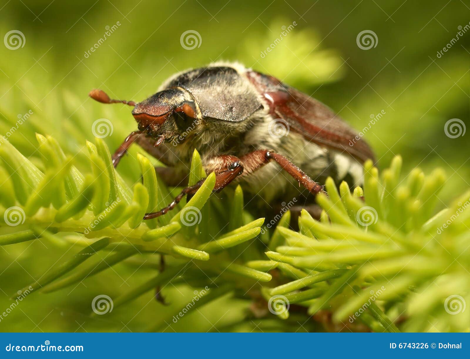 Gemeenschappelijke Junikever - Melolontha Melolontha Stock Foto - Image ...