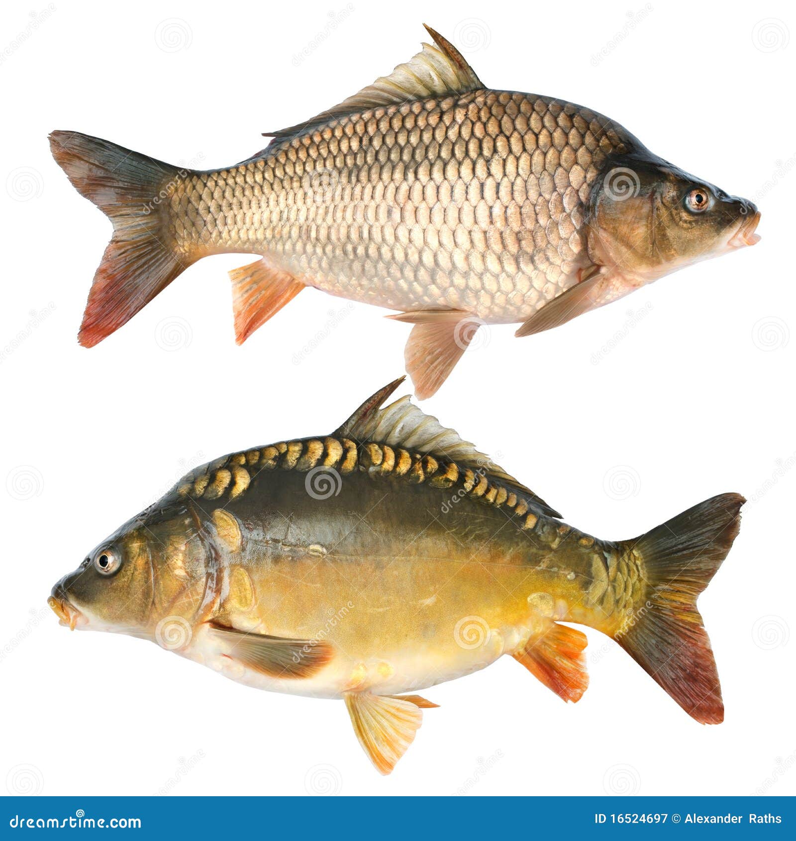 Gemeenschappelijke karper stock afbeelding. Image of spiegel - 16524697