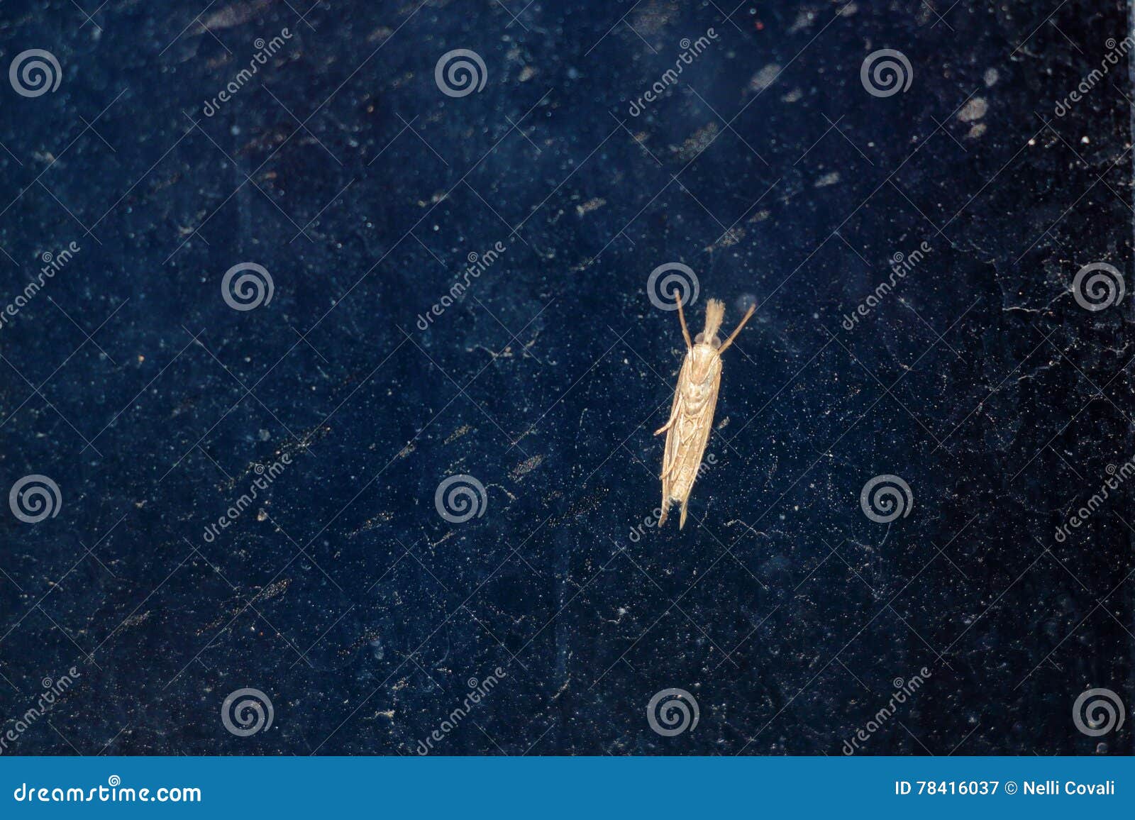 Gemeenschappelijke Kleermot Op Glas Stock Afbeelding - Image of gouden ...