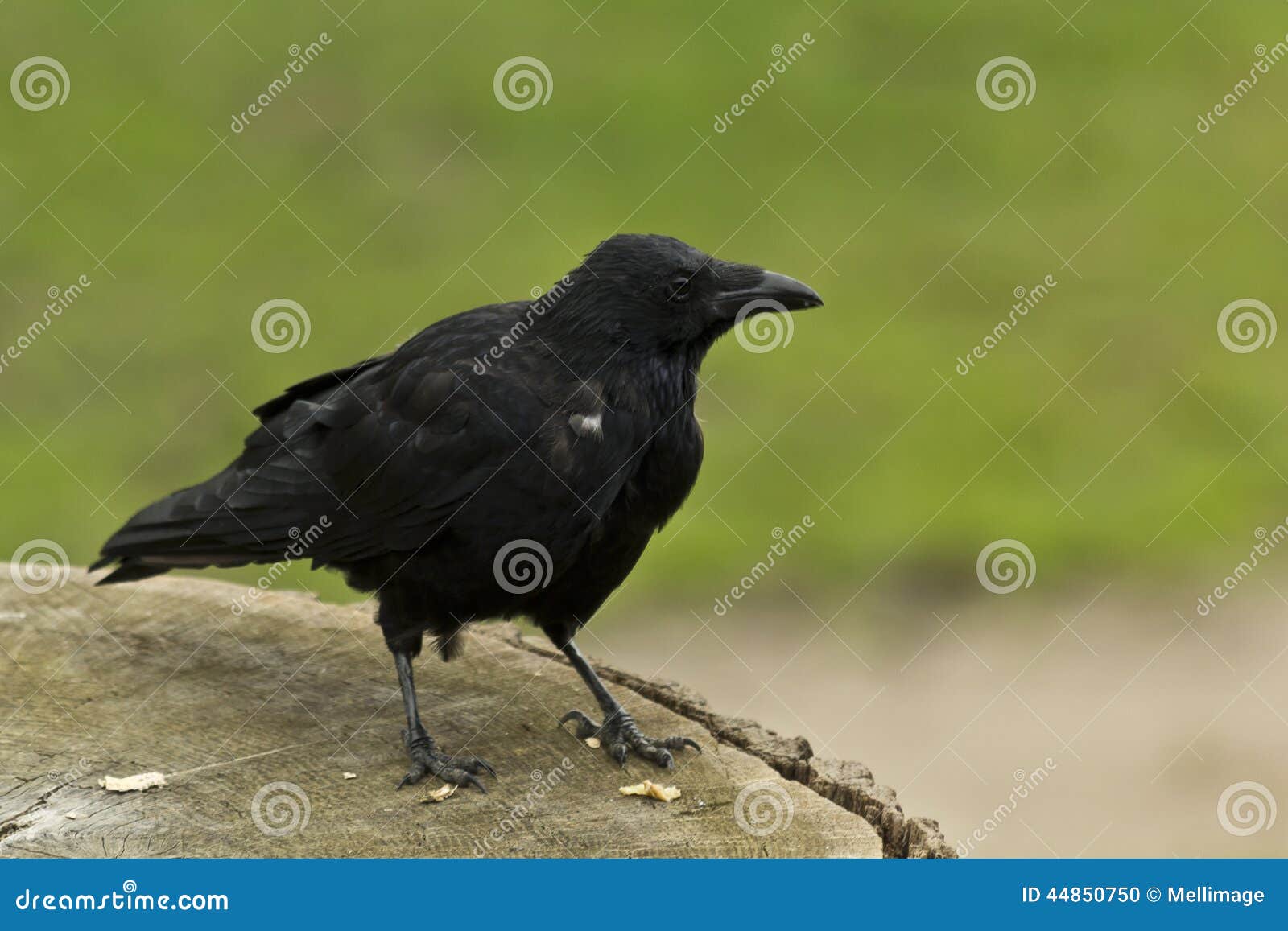 Gemeenschappelijke Raaf (Corvus Corax) Stock Foto - Image of kraai ...