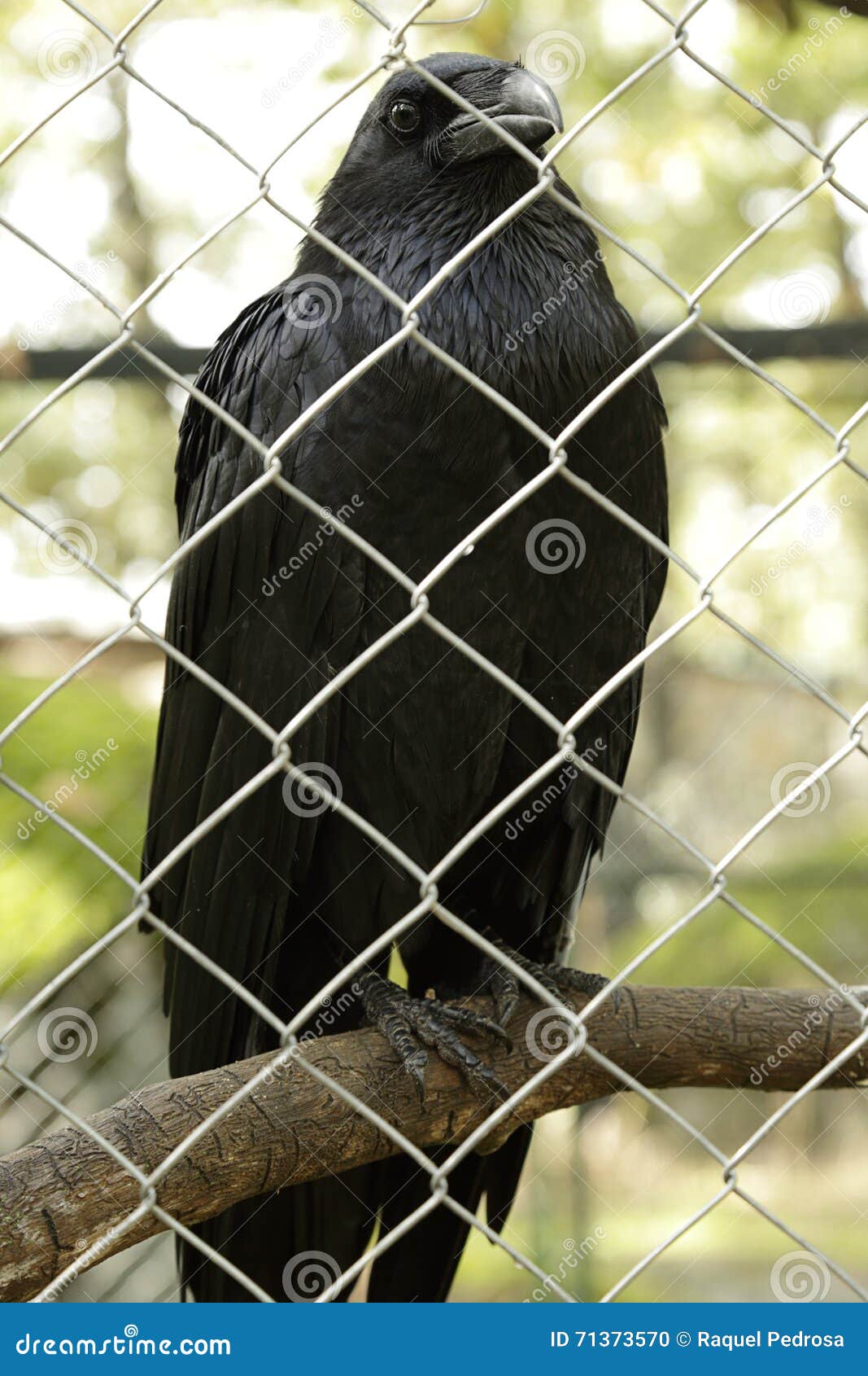 Gemeenschappelijke Raaf (Corvus Corax) Stock Foto - Image of ...