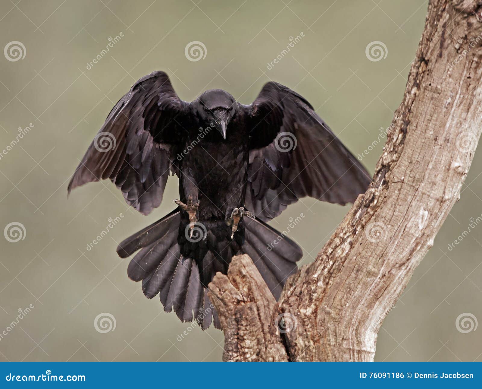 Gemeenschappelijke Raaf (Corvus Corax) Stock Foto - Image of vogel ...