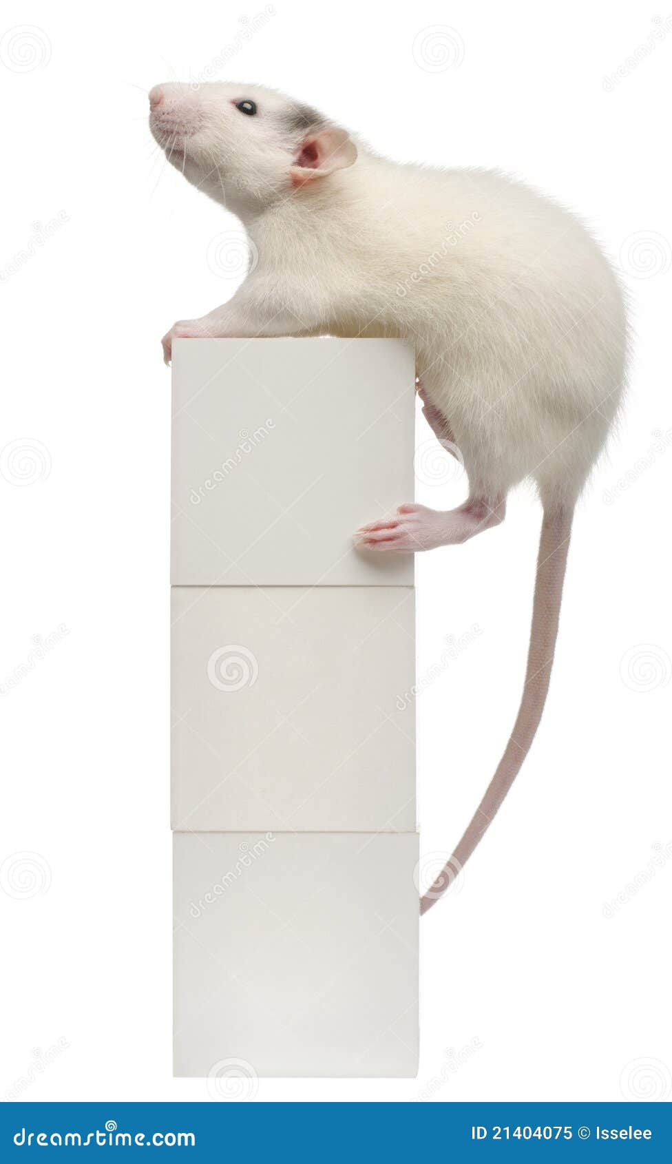 Gemeenschappelijke Rat of Rioolrat of Werfrat Stock Afbeelding - Image ...