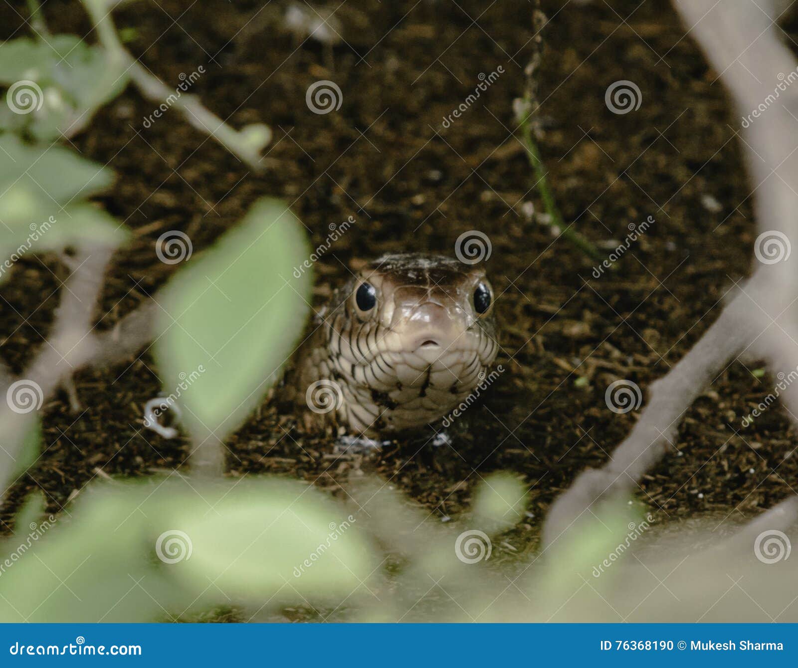 Gemeenschappelijke Rattenslang Stock Foto - Image of genaturaliseerd ...