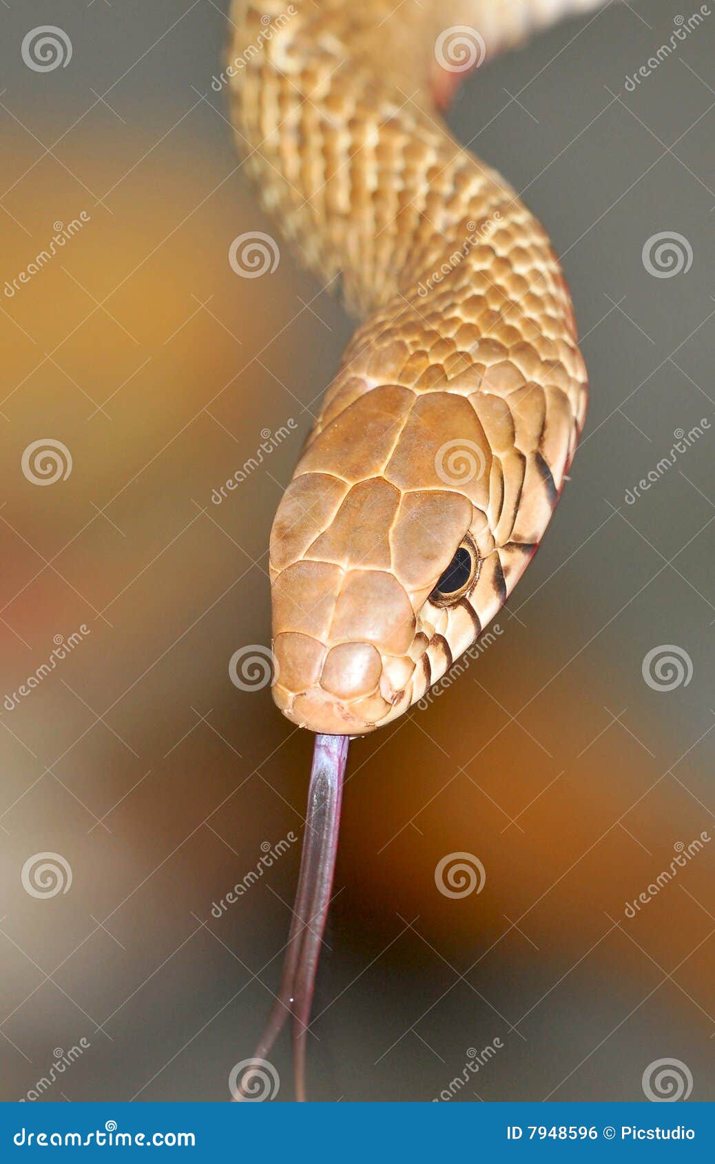 Gemeenschappelijke Rattenslang Stock Foto - Image of textuur, wild: 7948596