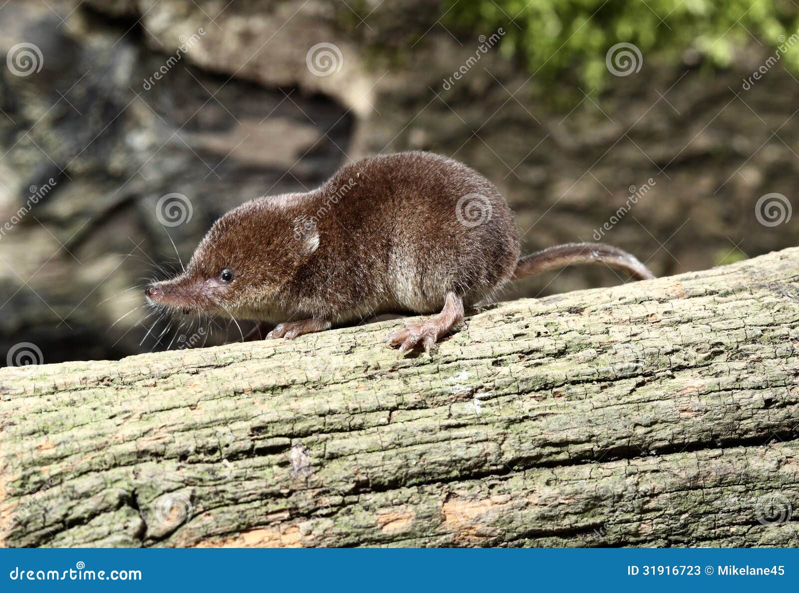 Gemeenschappelijke Spitsmuis, Sorex-araneus Stock Afbeelding - Image of ...