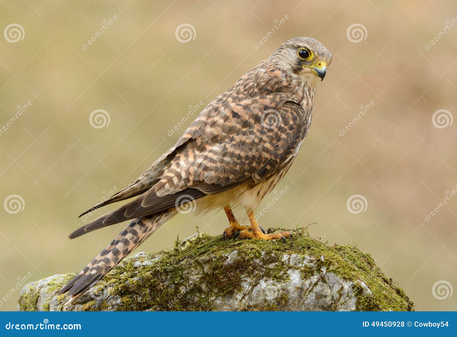 Gemeenschappelijke Torenvalk (Falco Tinnunculus) Stock Foto - Image of ...