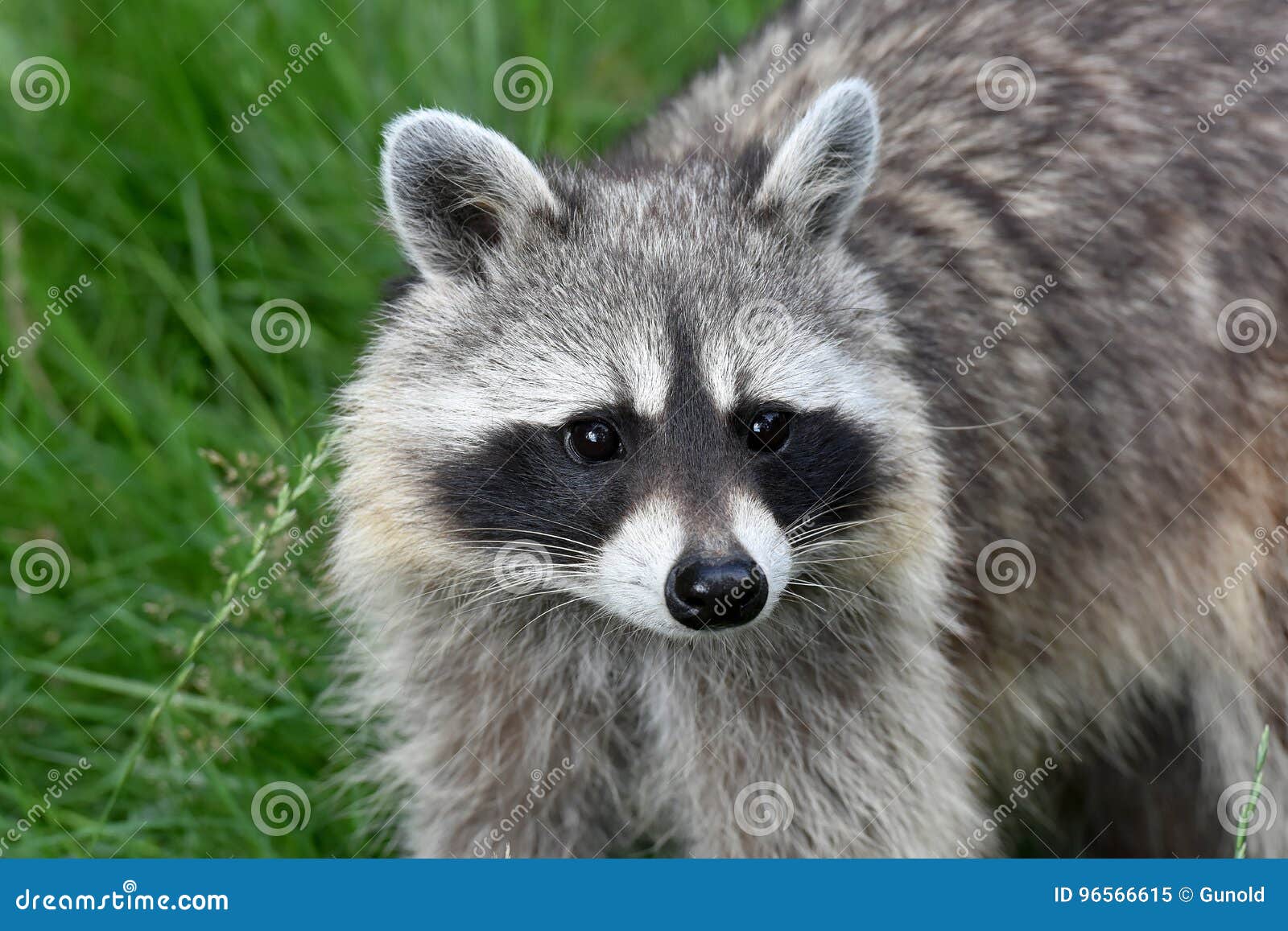 Gemeenschappelijke wasbeer stock afbeelding. Image of ontspan - 96566615