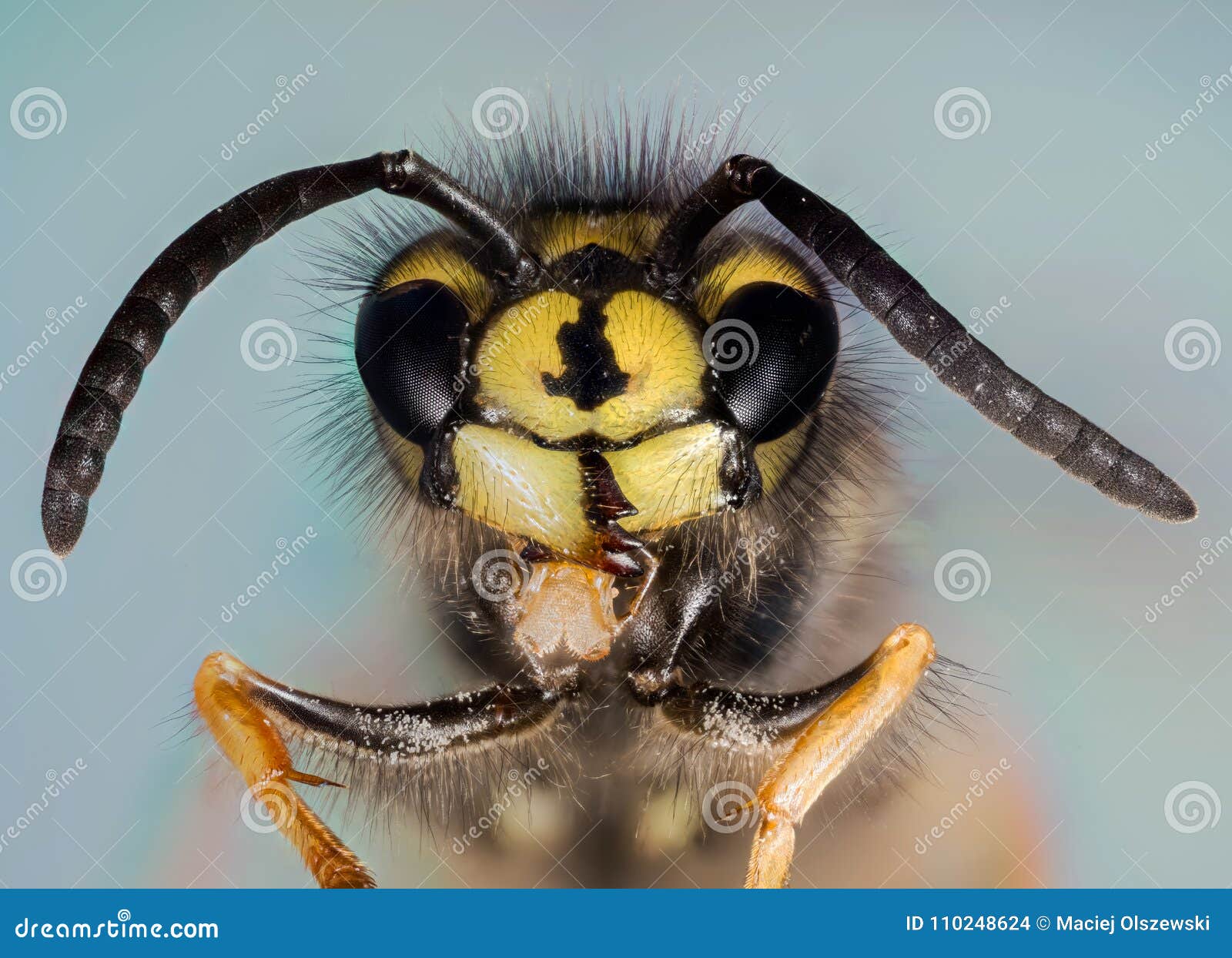 Gemeenschappelijke Wesp, Wesp Stock Foto - Image of ongedierte, steek ...