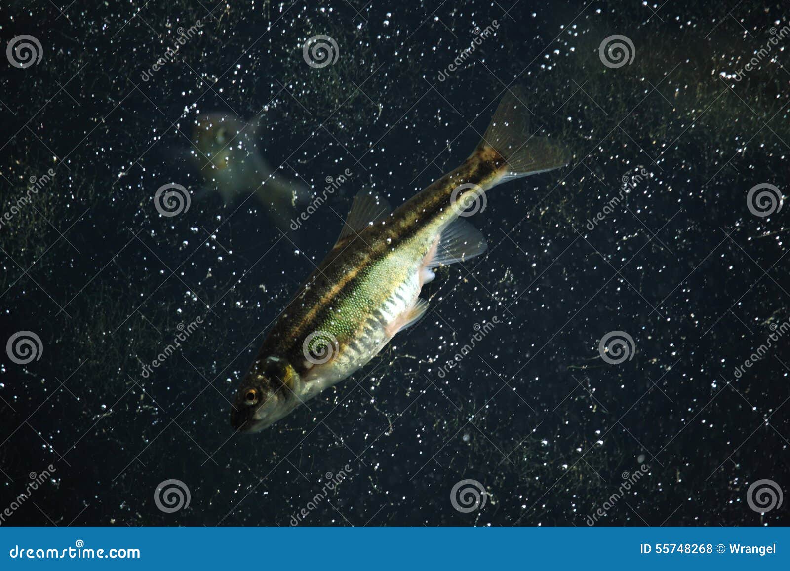 Gemeenschappelijke Witvis (Phoxinus-phoxinus) Stock Foto - Image of ...