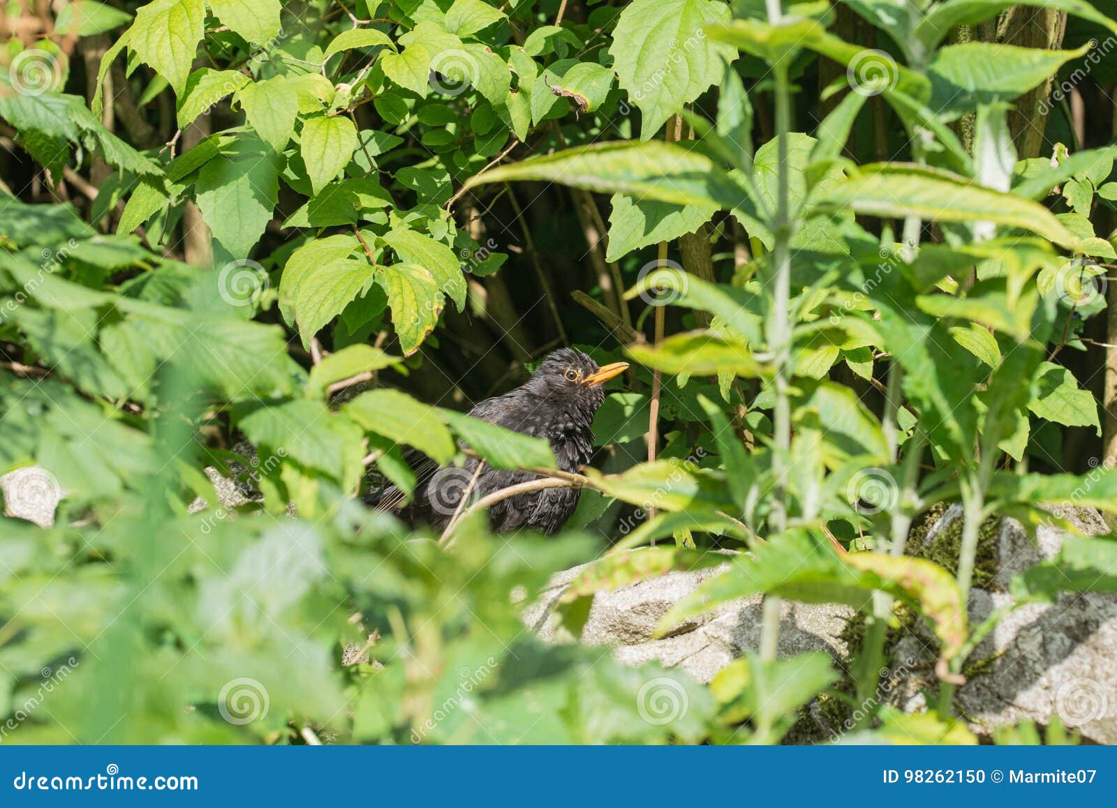 Gemeine Amsel Des Babys in Einem Garten Stockfoto - Bild von geläufig ...