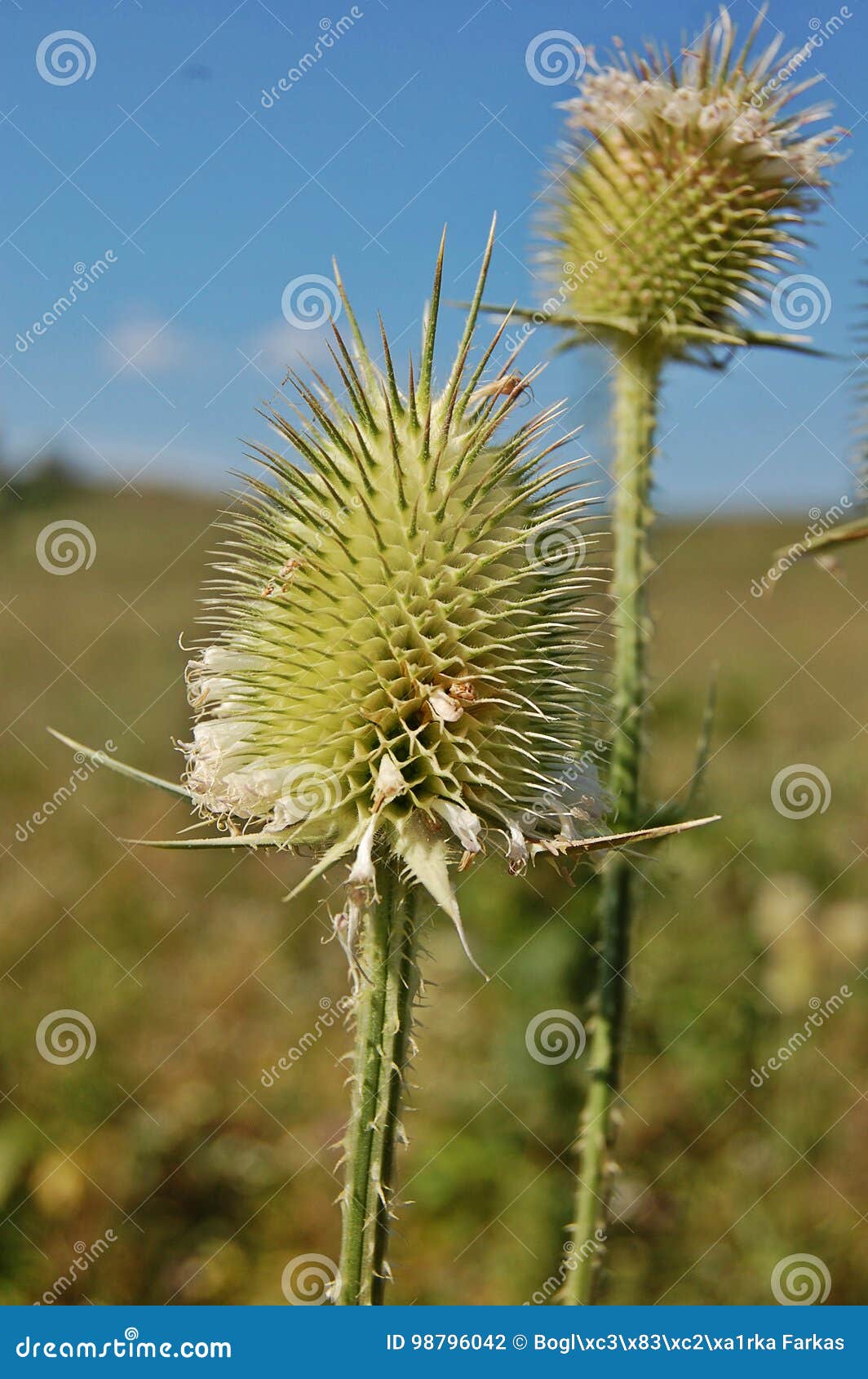 Gemeine Karde stockfoto. Bild von fullers, beständig - 98796042