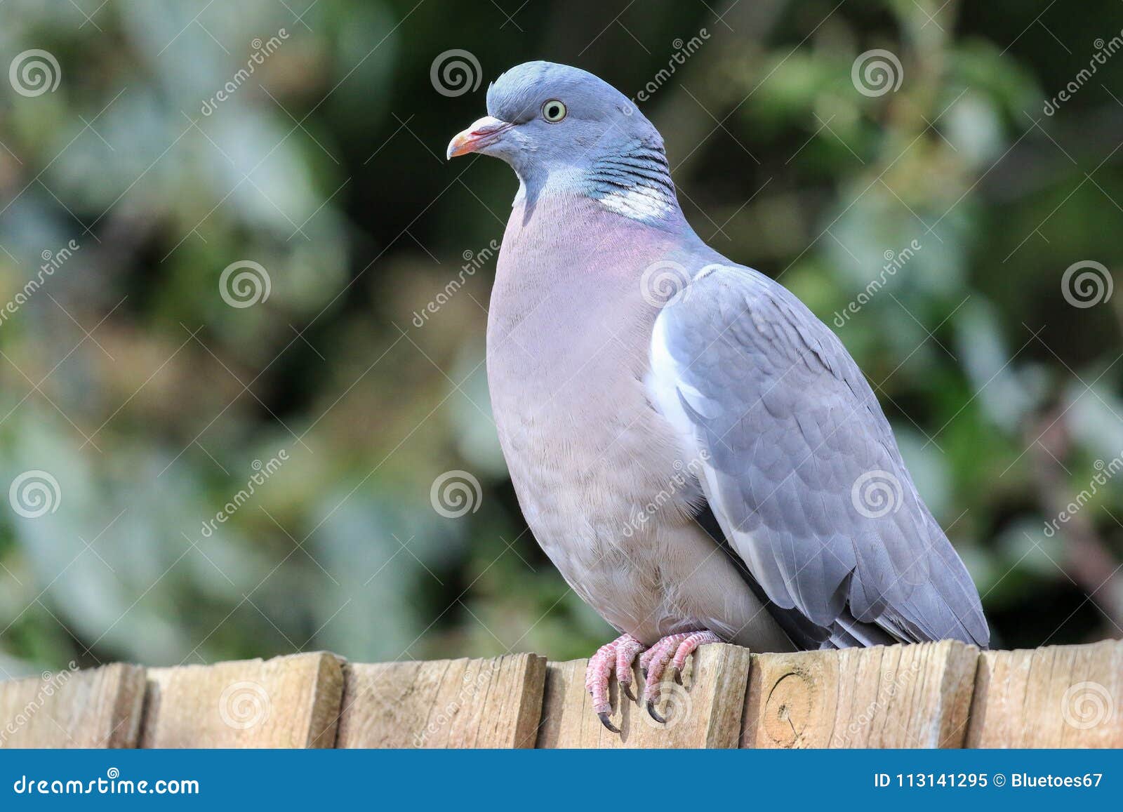 Gemeine Taube Gesessen Auf Einem Zaun Stockbild - Bild von hintergrund ...