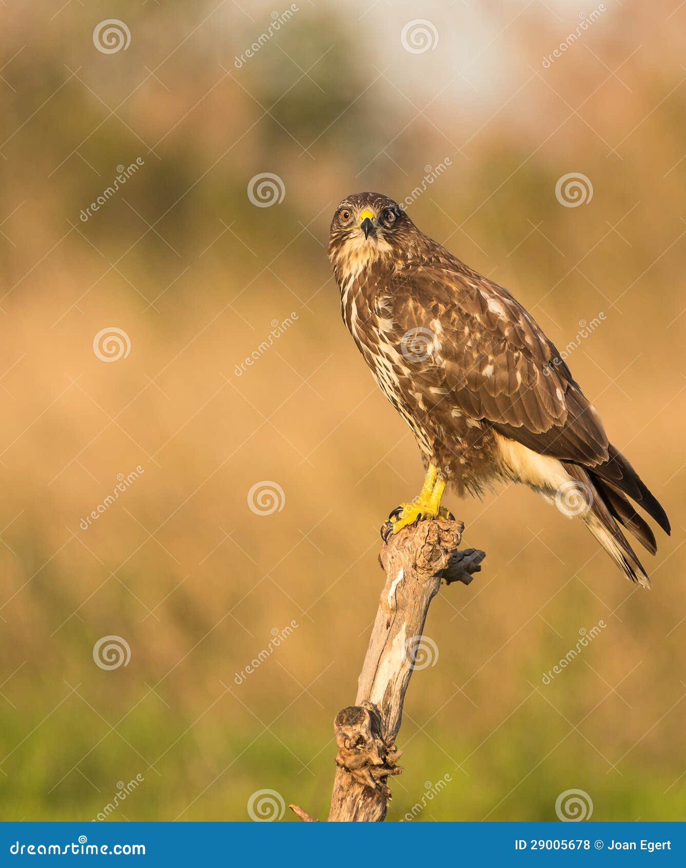 Gemeiner Bussard stockfoto. Bild von tiere, sonderkommando - 29005678