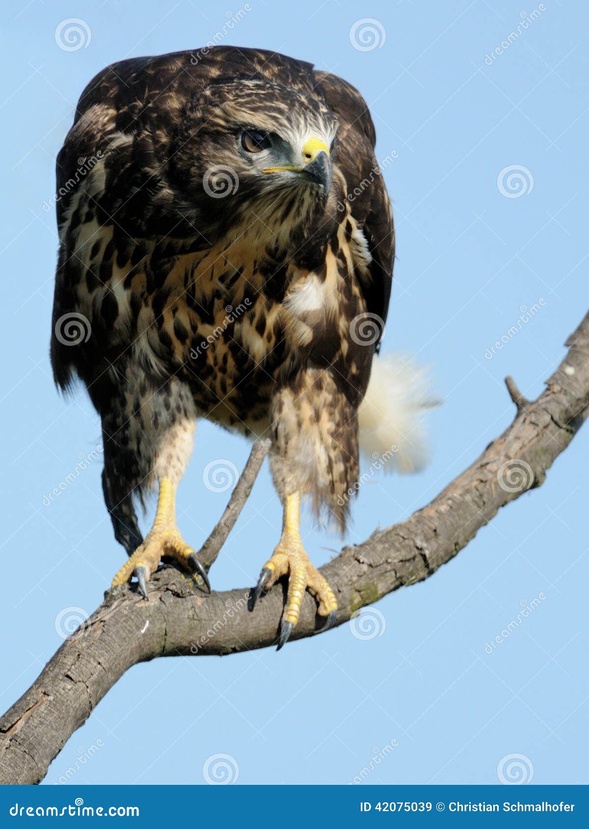 Gemeiner Bussard (Buteo Buteo) Stockbild - Bild von schrei, tier: 42075039