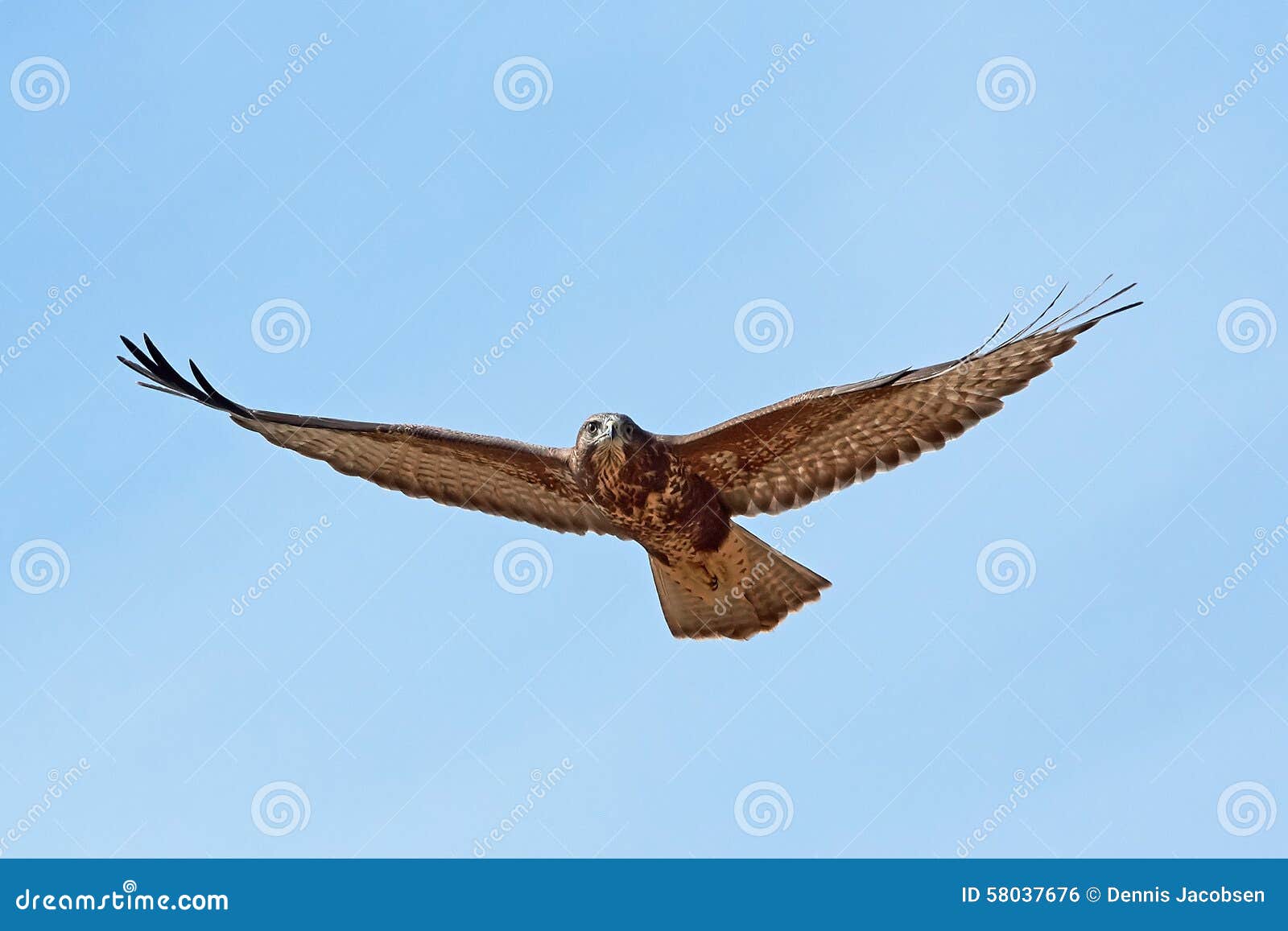 Gemeiner Bussard (Buteo Buteo) Stockfoto - Bild von tier, blau: 58037676