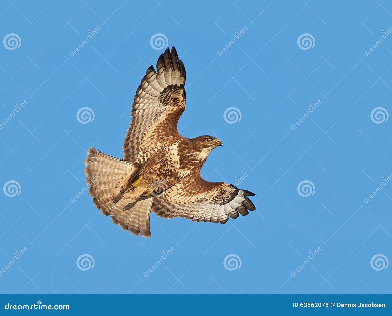 Gemeiner Bussard (Buteo Buteo) Stockfoto - Bild von tier, geläufig ...
