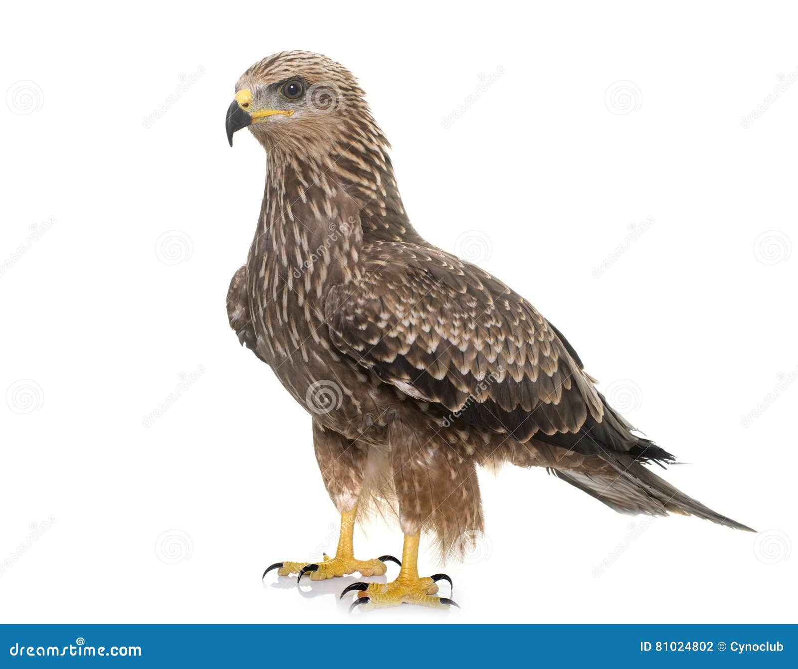Gemeiner Bussard im Studio stockfoto. Bild von bussard - 81024802