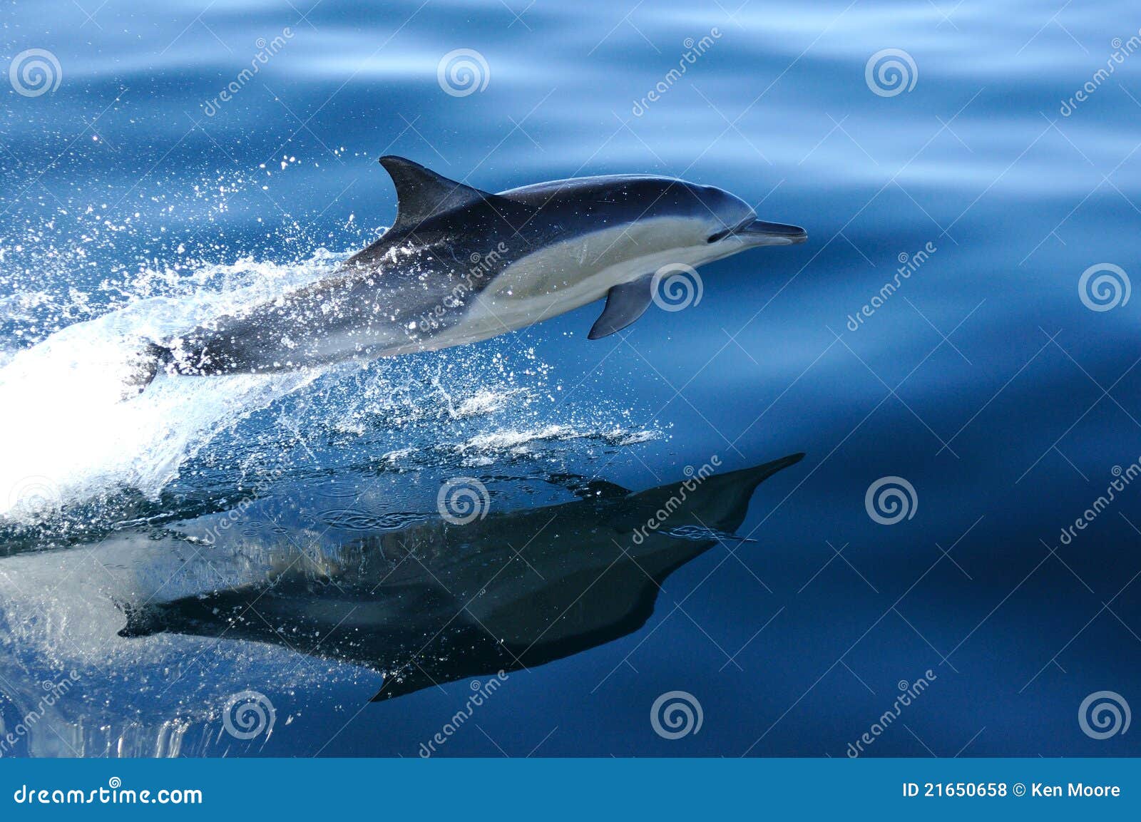 GEMEINER DELPHIN 3 von 4 stockfoto. Bild von flosse, überwachen - 21650658