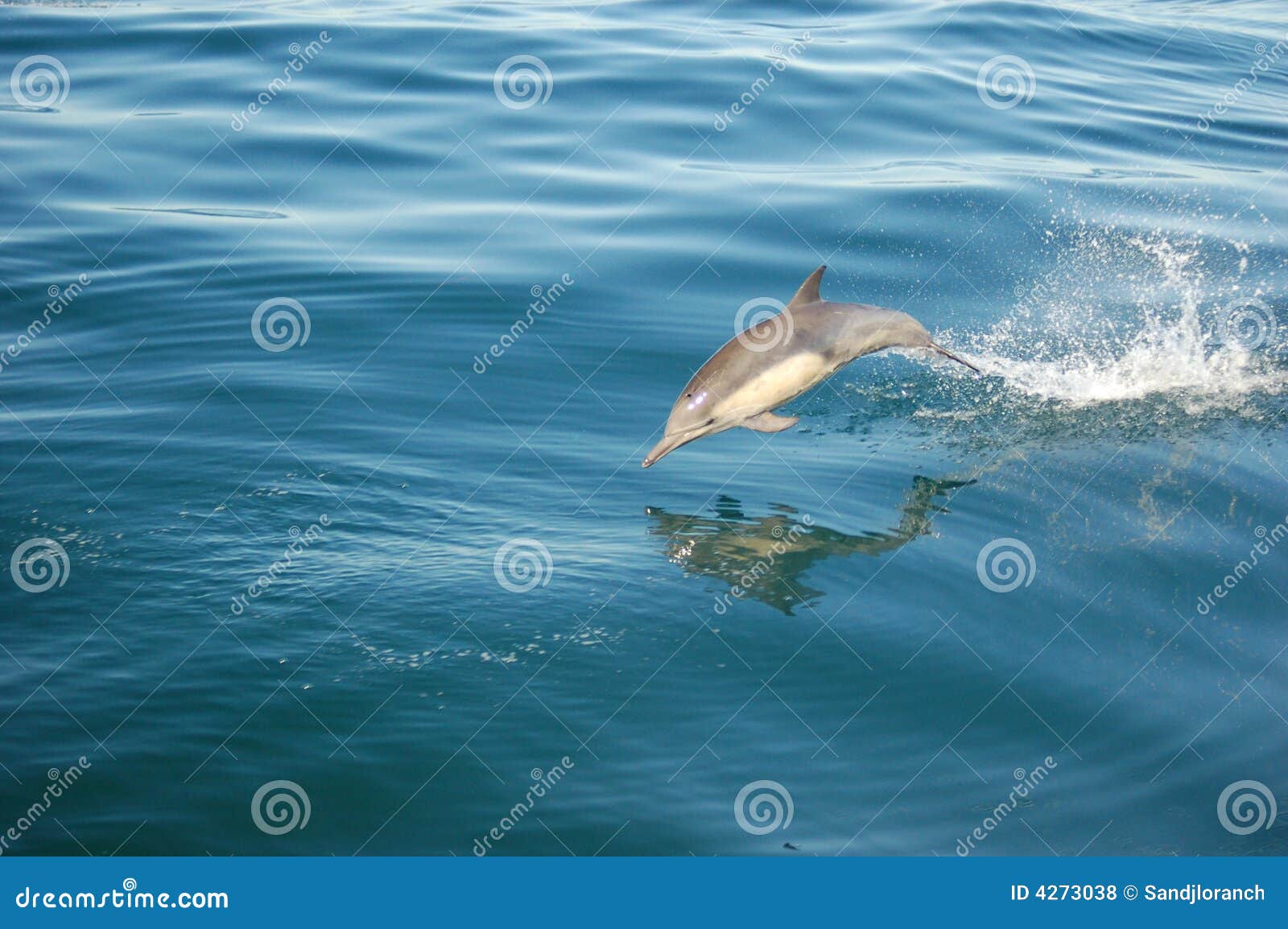 Gemeiner Delphin stockfoto. Bild von heck, wasser, flosse - 4273038