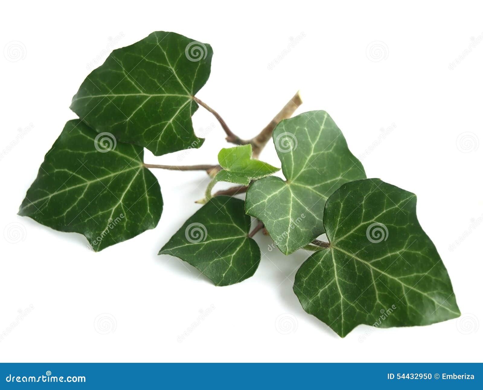 Gemeiner Efeu (Hederahelix) Stockfoto - Bild von festlichkeit ...