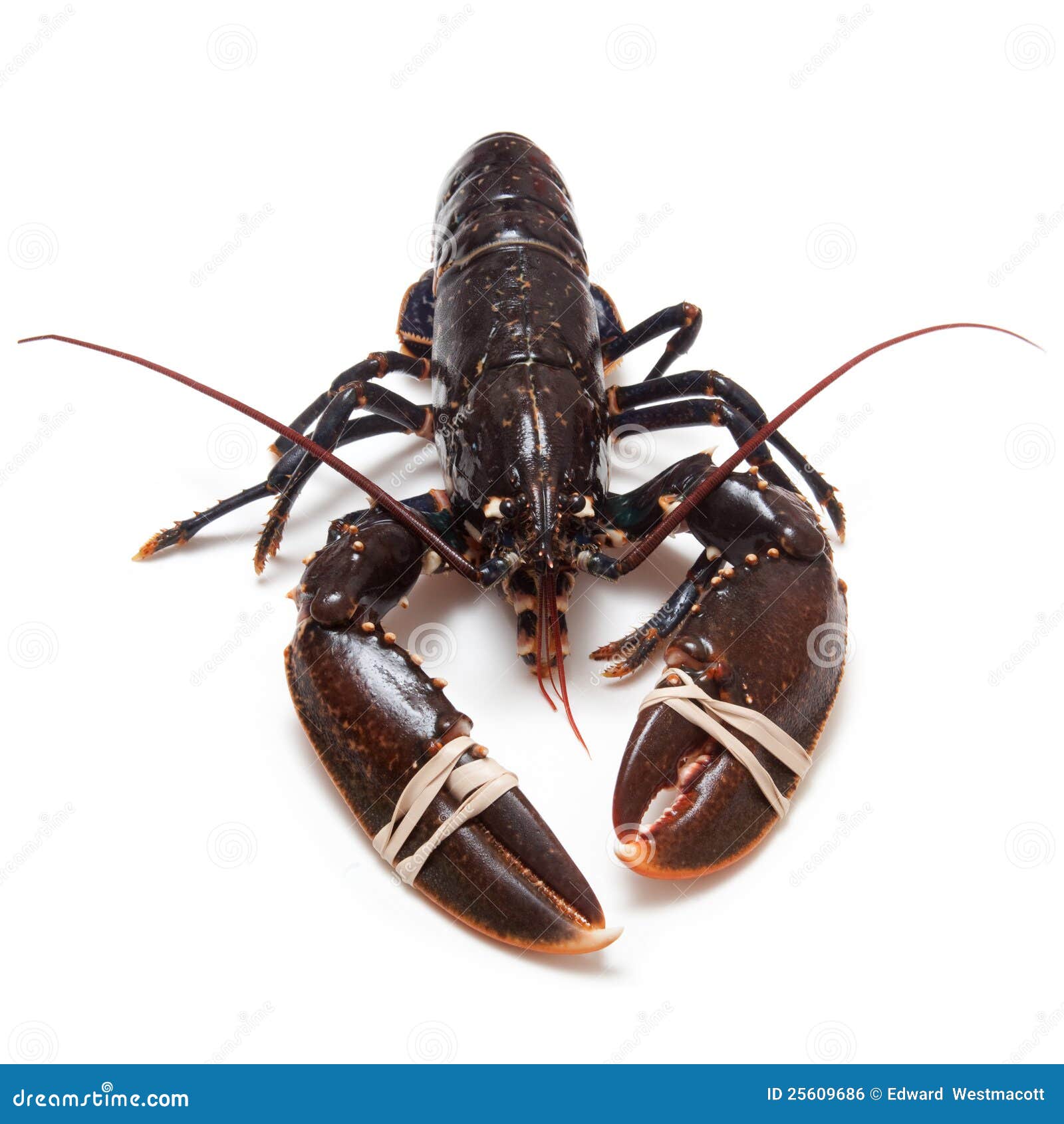 Gemeiner Hummer. stockfoto. Bild von leben, hintergrund - 25609686