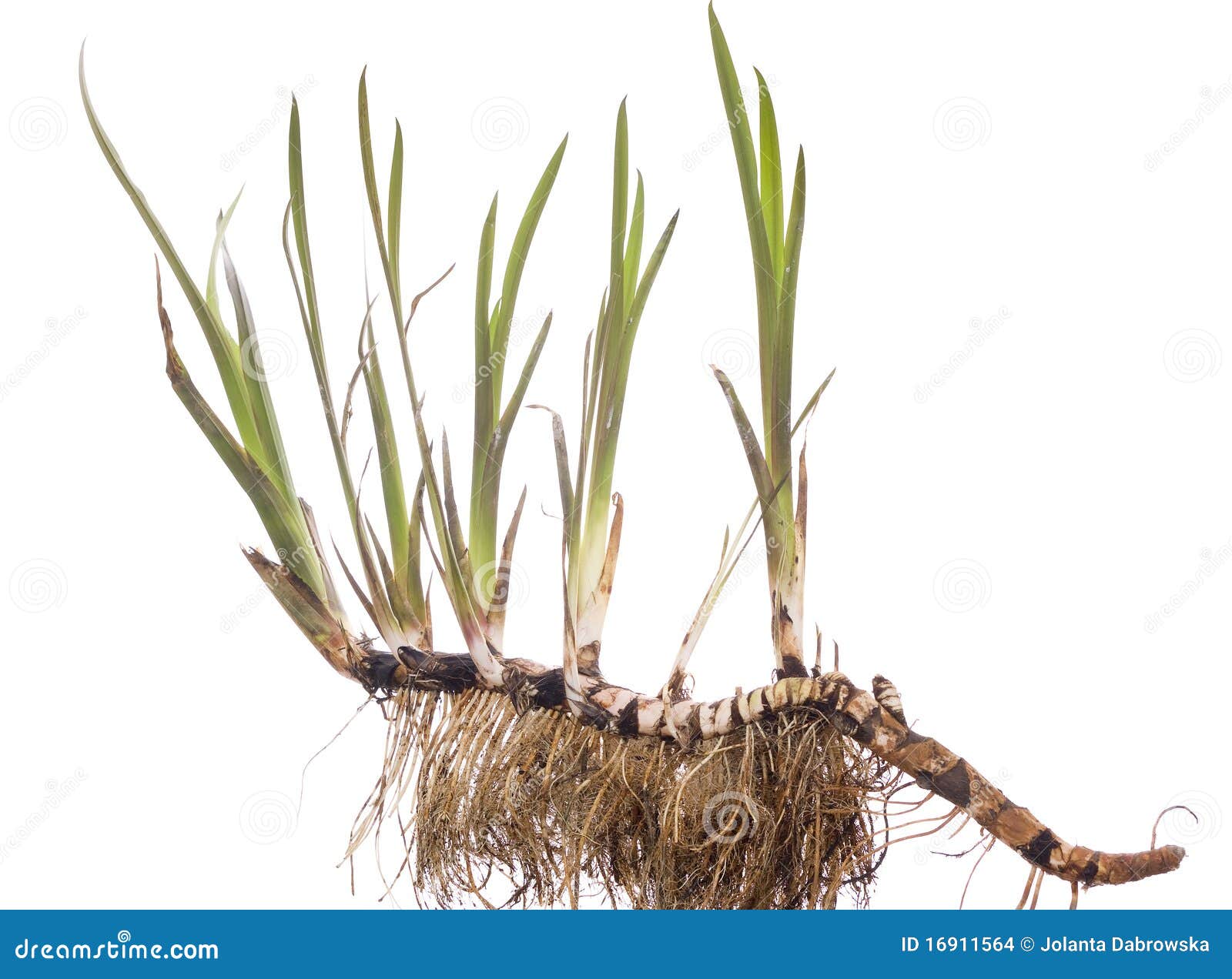 Gemeiner Kalmus stockfoto. Bild von grün, hintergrund - 16911564