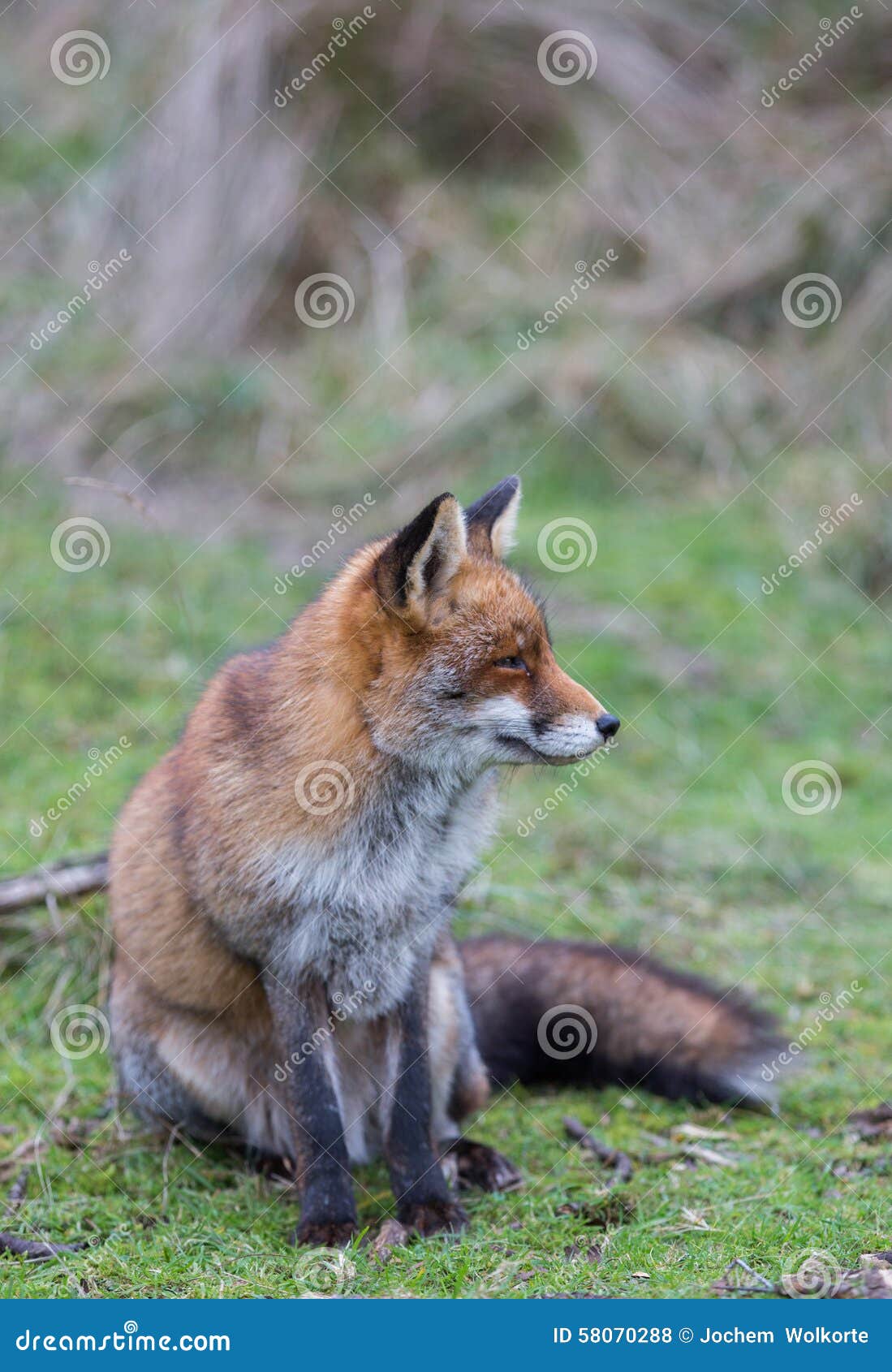 Gemeiner roter Fuchs Fox stockfoto. Bild von säugetier - 58070288