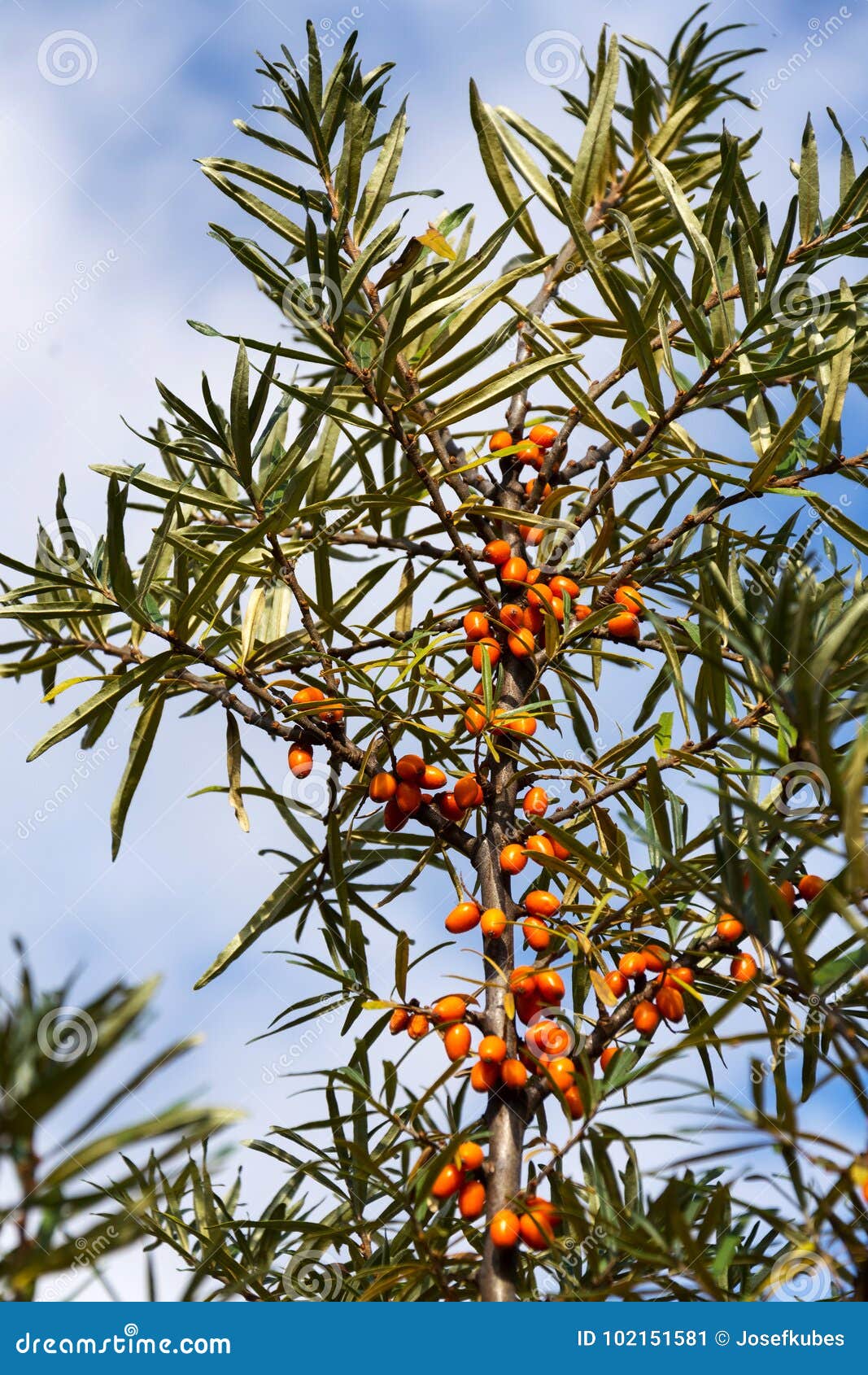 Gemeiner Sanddornstrauch Hippophae-Rhamnoide Alias Stockbild - Bild von ...