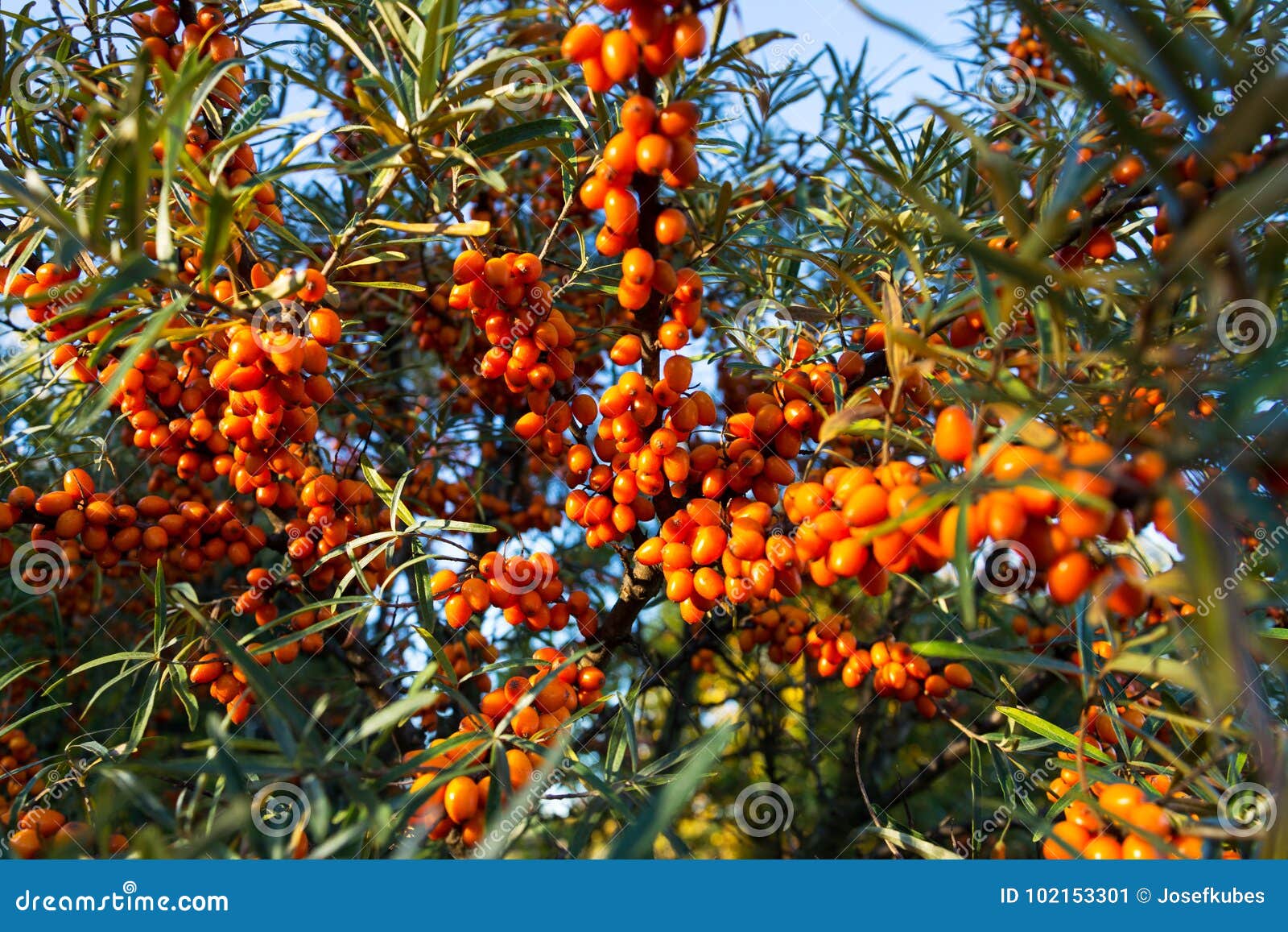 Gemeiner Sanddornstrauch Hippophae-Rhamnoide Alias Stockbild - Bild von ...