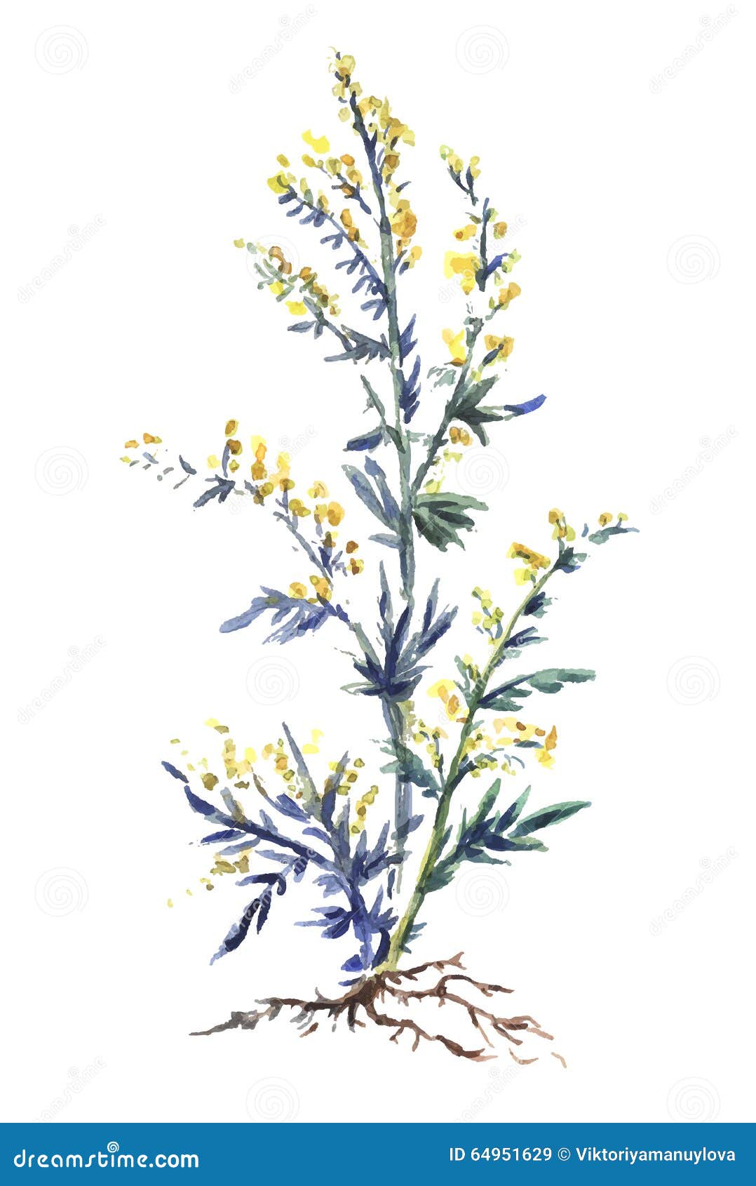 Gemeiner Wermut, Aquarellvektorwermut Vektor Abbildung - Illustration ...