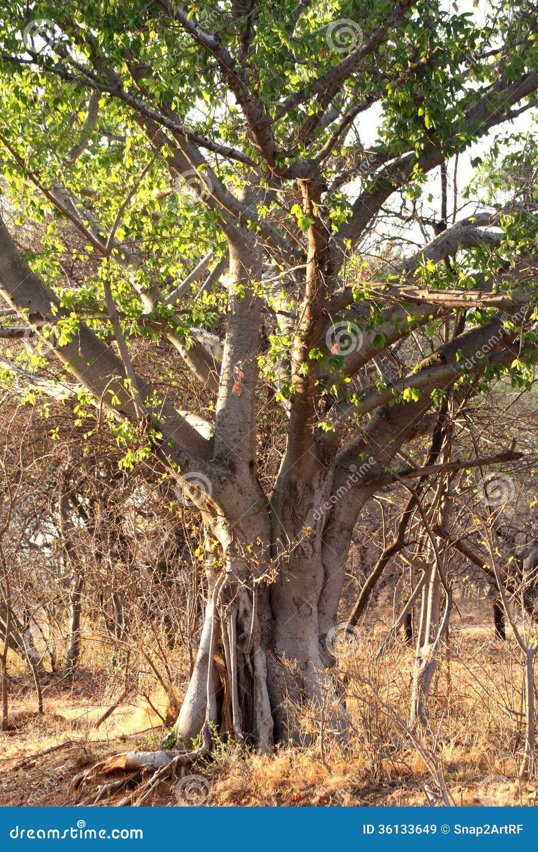 Gemeiner Wilder Feigenbaum (Ficus Burkei) Stockbild - Bild von zeichen ...