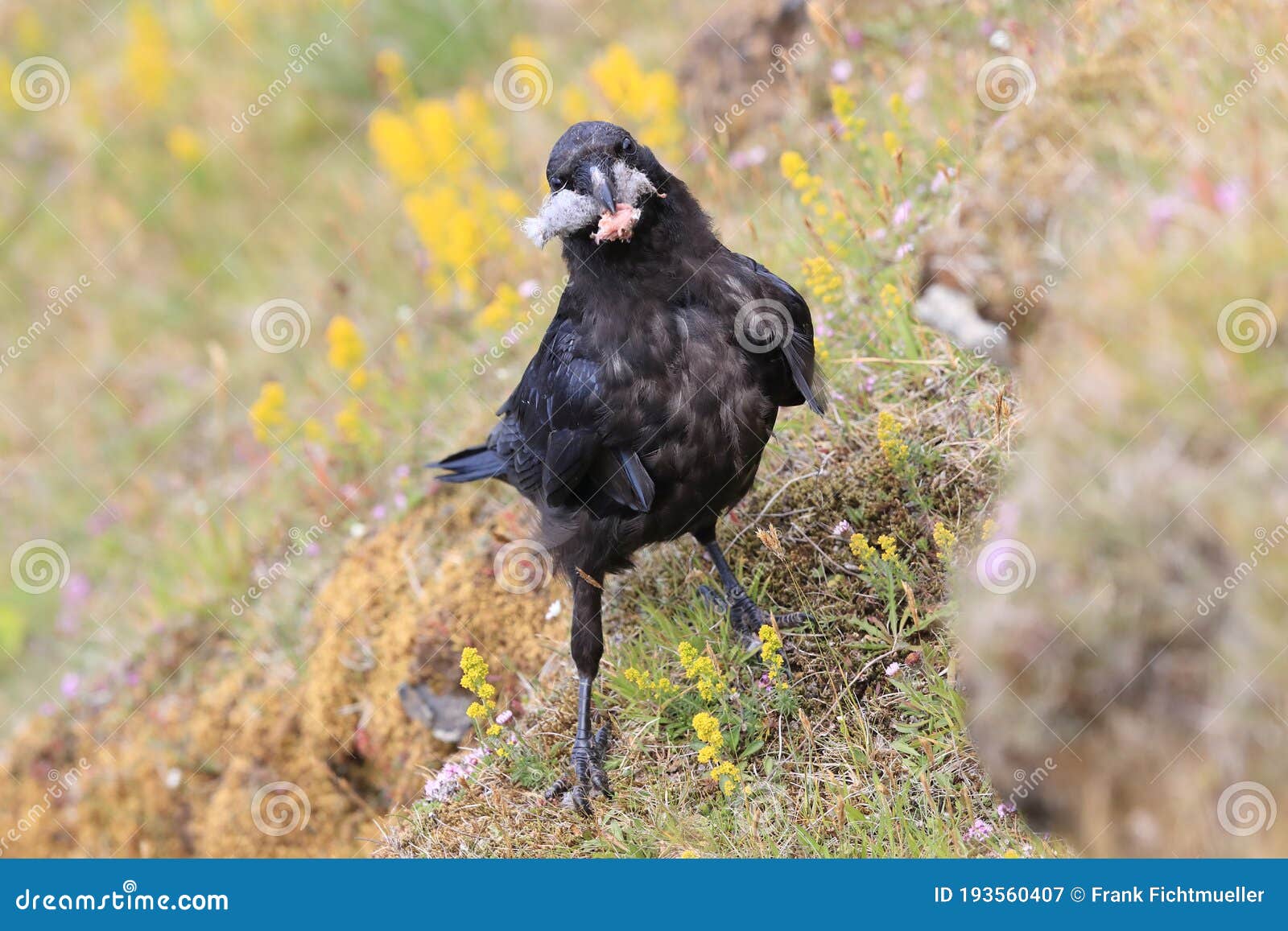 Gemeinsames Rabe Corvus Corax Island Stockbild - Bild von nave, zaun ...
