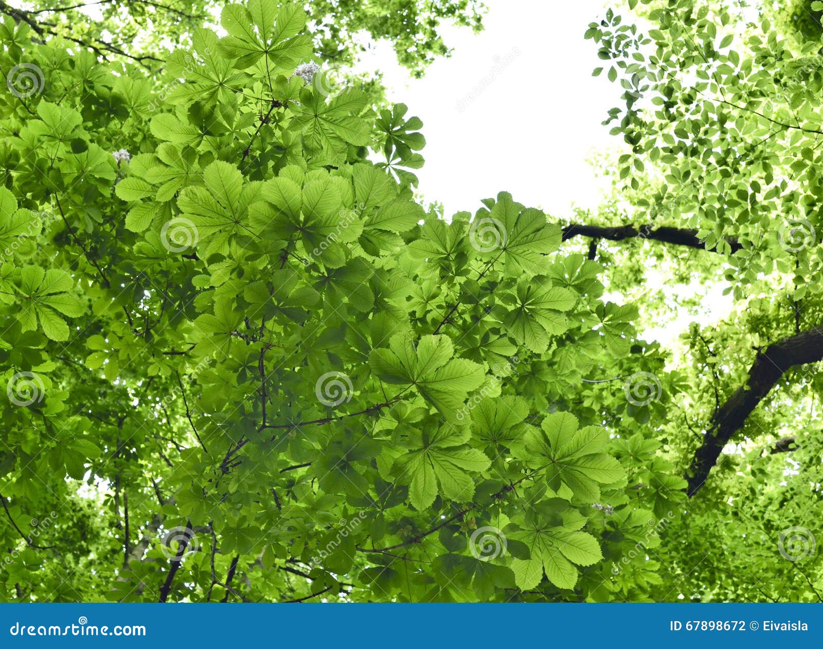 Gemengd Bos Met Kastanjeboom En Beukboom in De Zon Stock Foto - Image ...