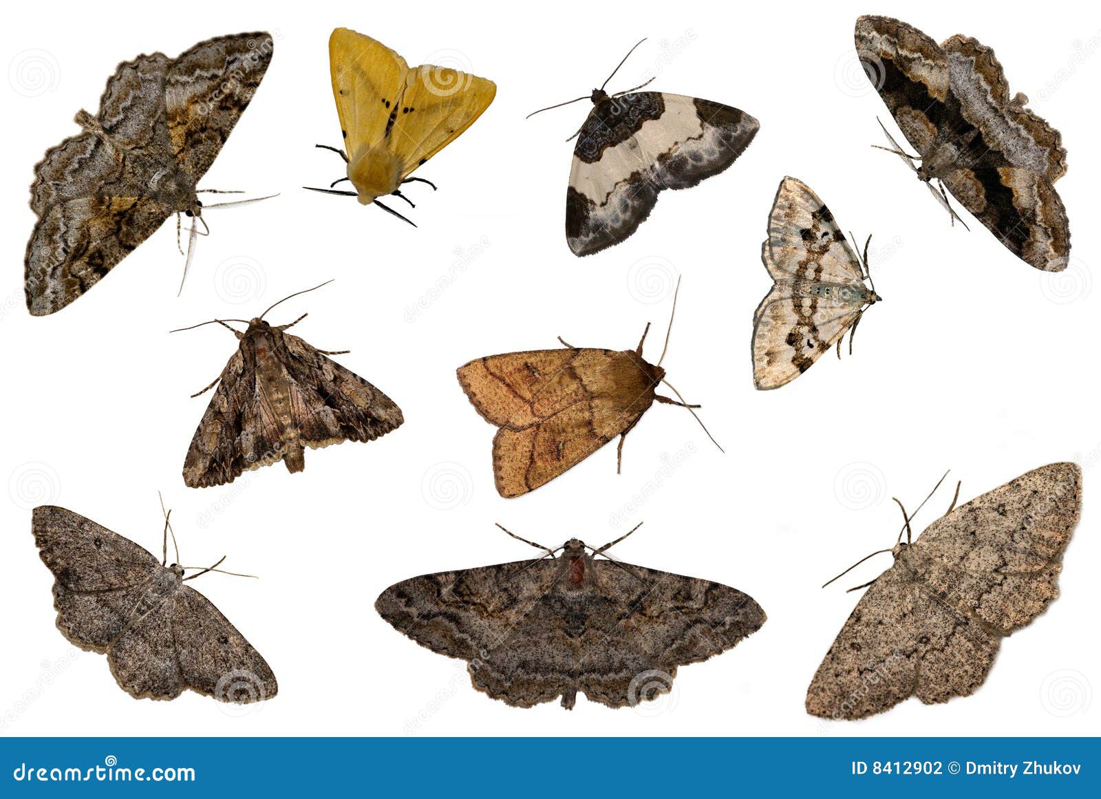 Gemengde motten stock foto. Image of insect, mengeling - 8412902