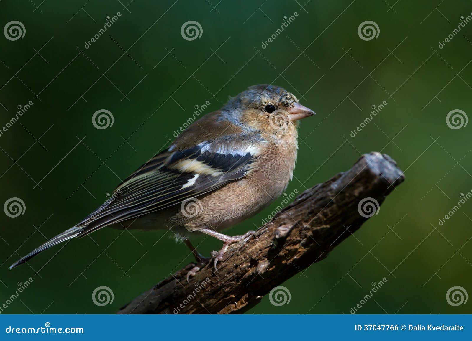 Gemensam Bofink (Fringillacoelebs) Arkivfoto - Bild av briten, sjaskig ...
