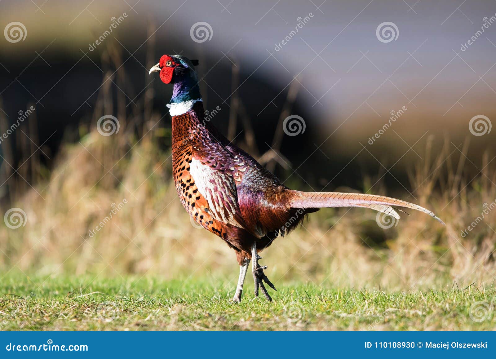 Gemensam Fasan, Fasan, Phasianuscolchicus Arkivfoto - Bild av flyg ...