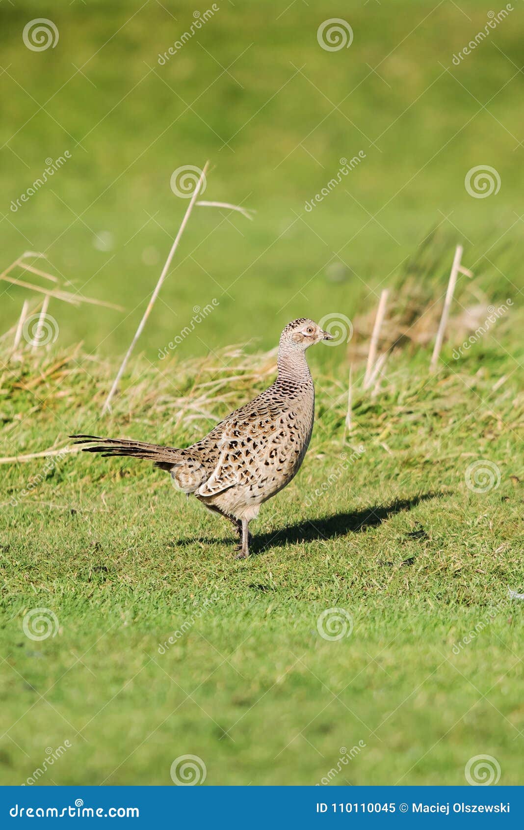 Gemensam Fasan, Fasan, Phasianuscolchicus Fotografering för Bildbyråer ...