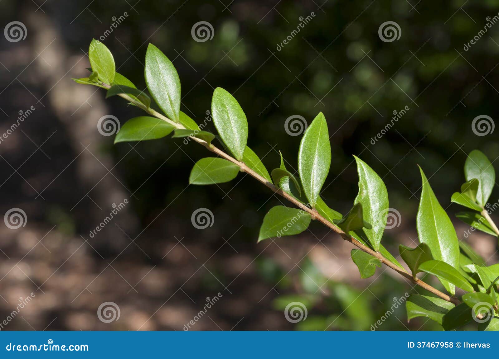 Gemensam myrten arkivfoto. Bild av biologi, vegetation - 37467958