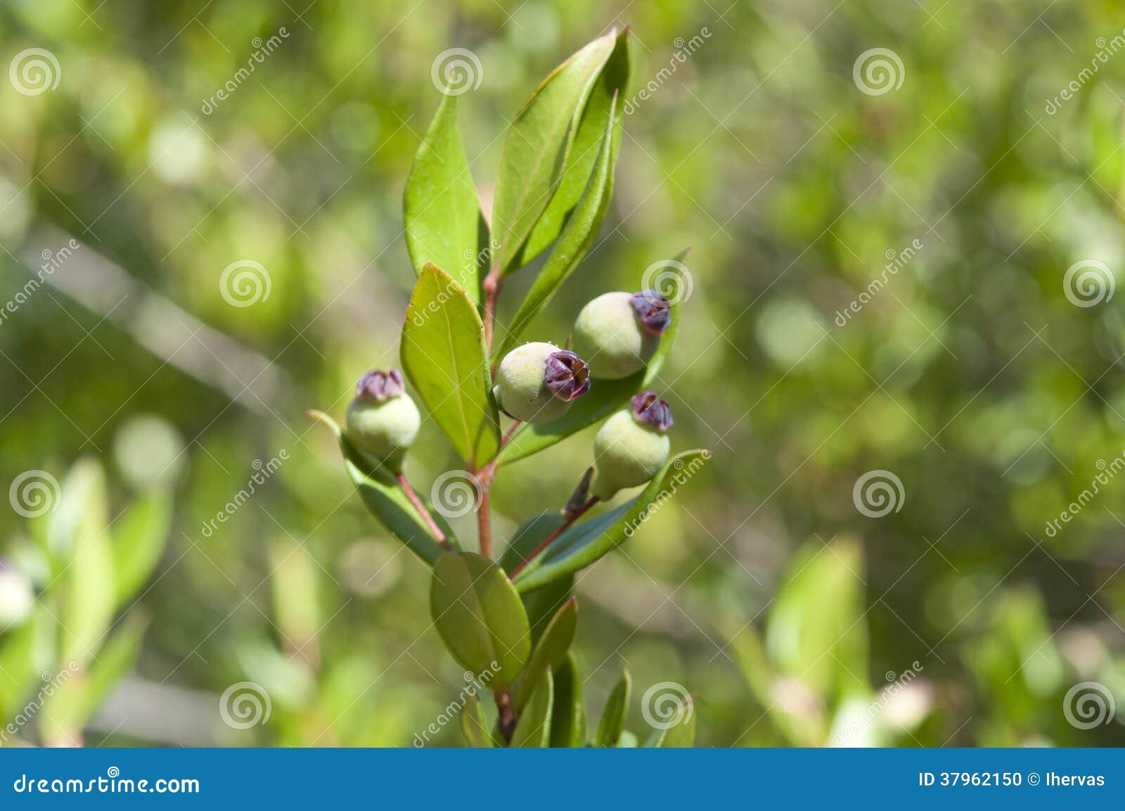 Gemensam myrten arkivfoto. Bild av vintergrön, biologi - 37962150