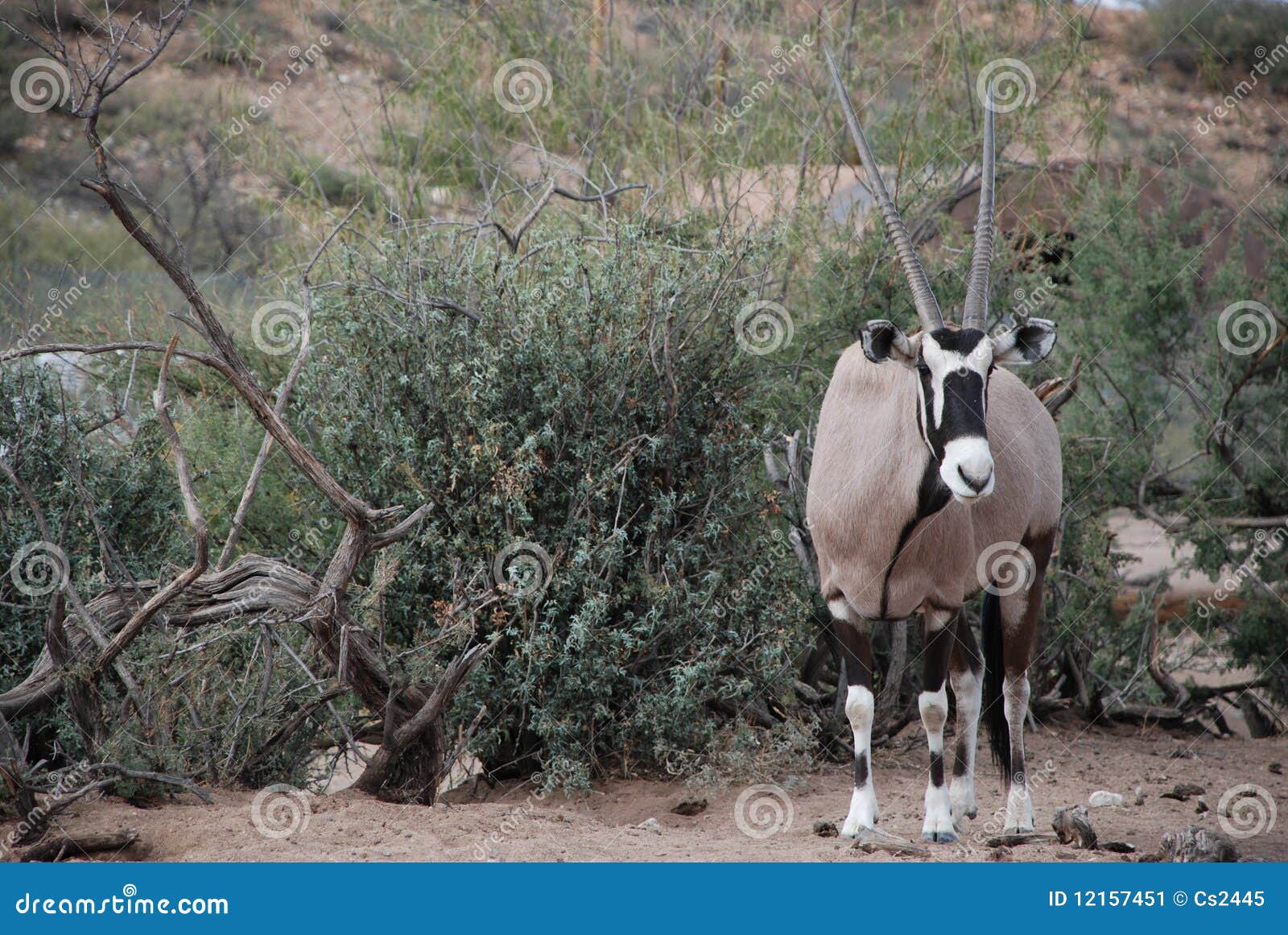 Gemsbok stock image. Image of desert, antlers, wildlife - 12157451