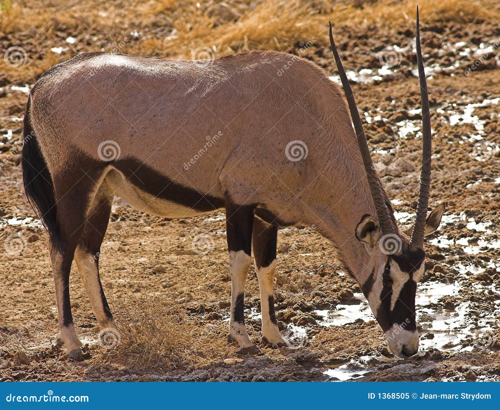 Gemsbok stock image. Image of sand, dune, travel, animal - 1368505
